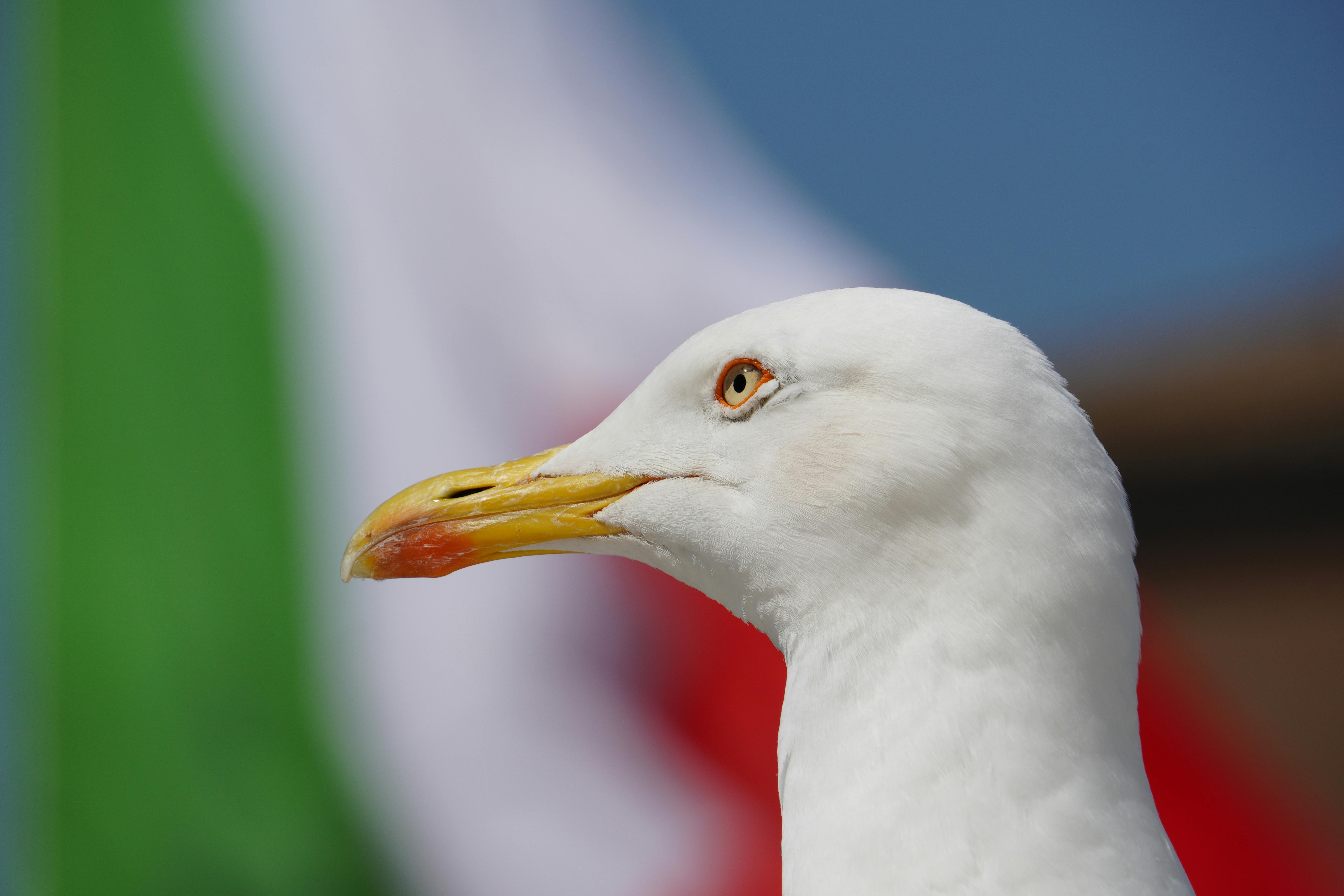 Close up of Hen · Free Stock Photo