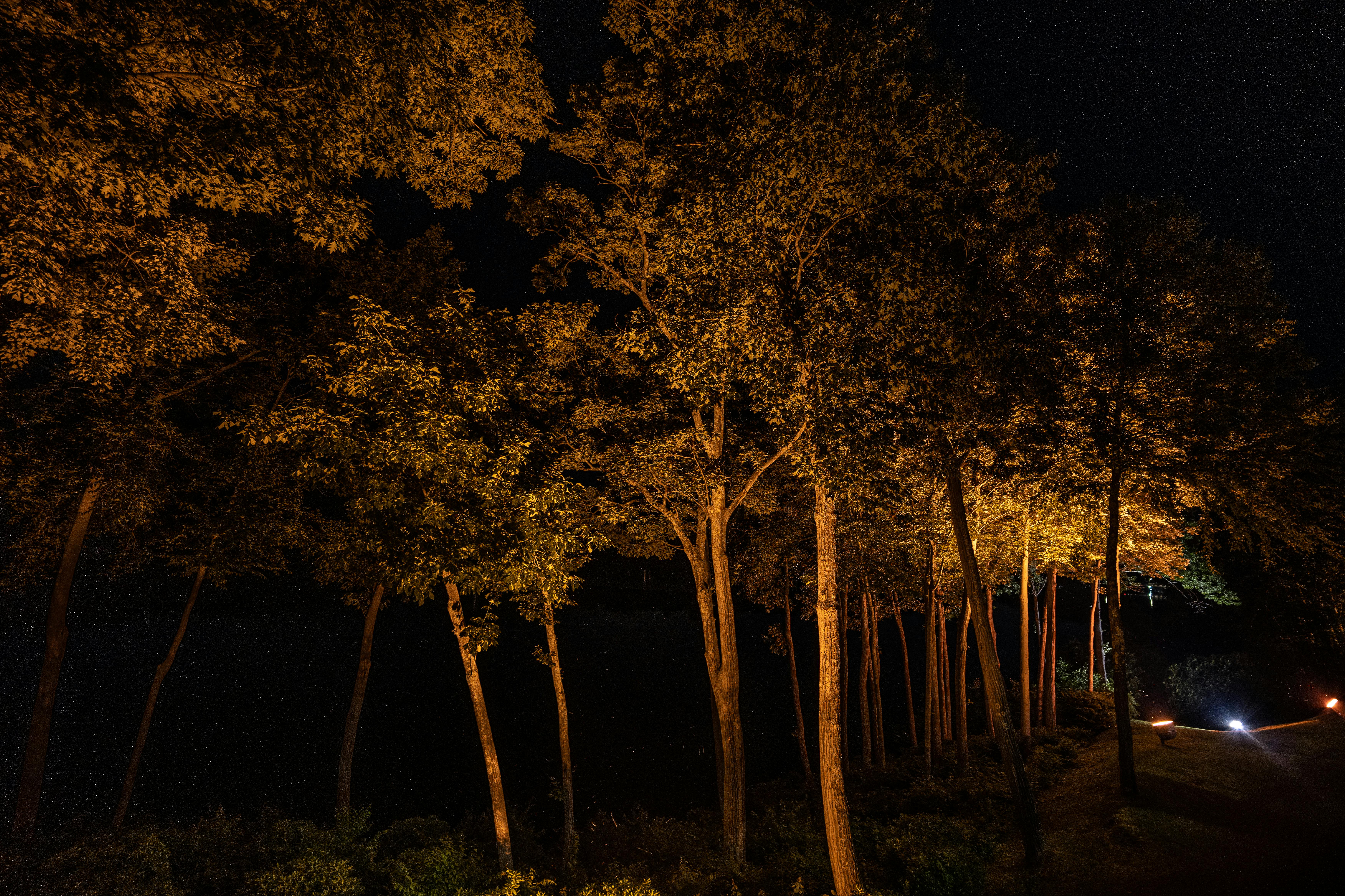 Light over Trees at Night · Free Stock Photo