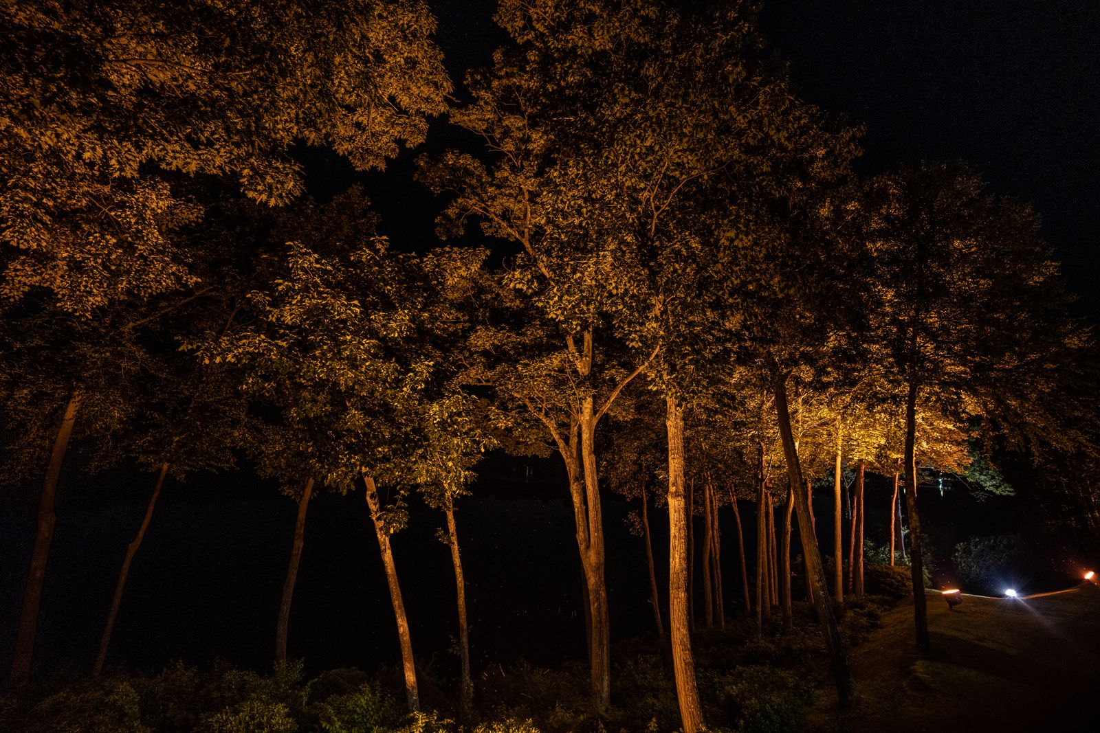 Night Forest Wallpaper Photos, Download The BEST Free Night Forest ...