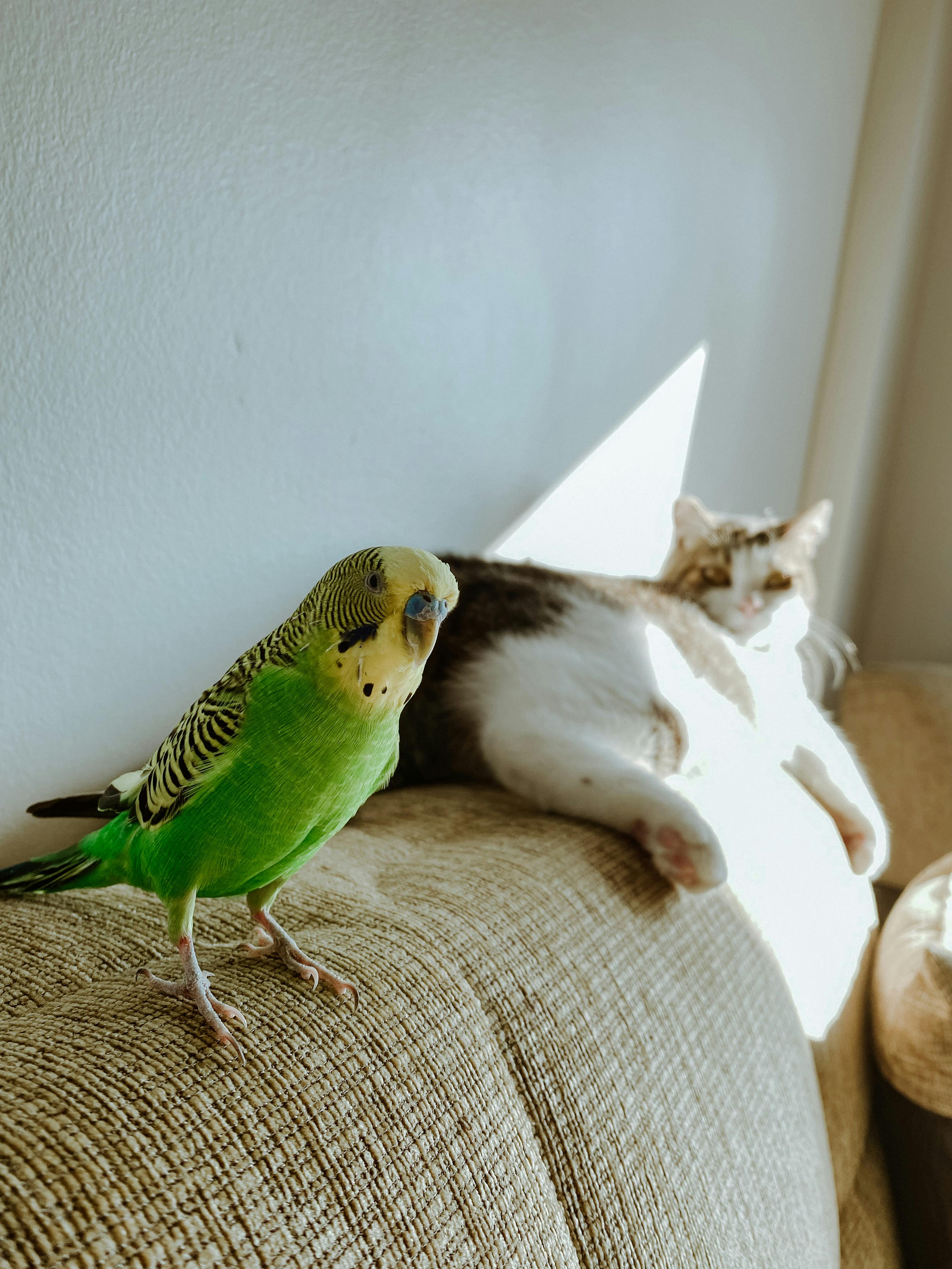 Cat And Parrot Photos, Download The BEST Free Cat And Parrot Stock ...