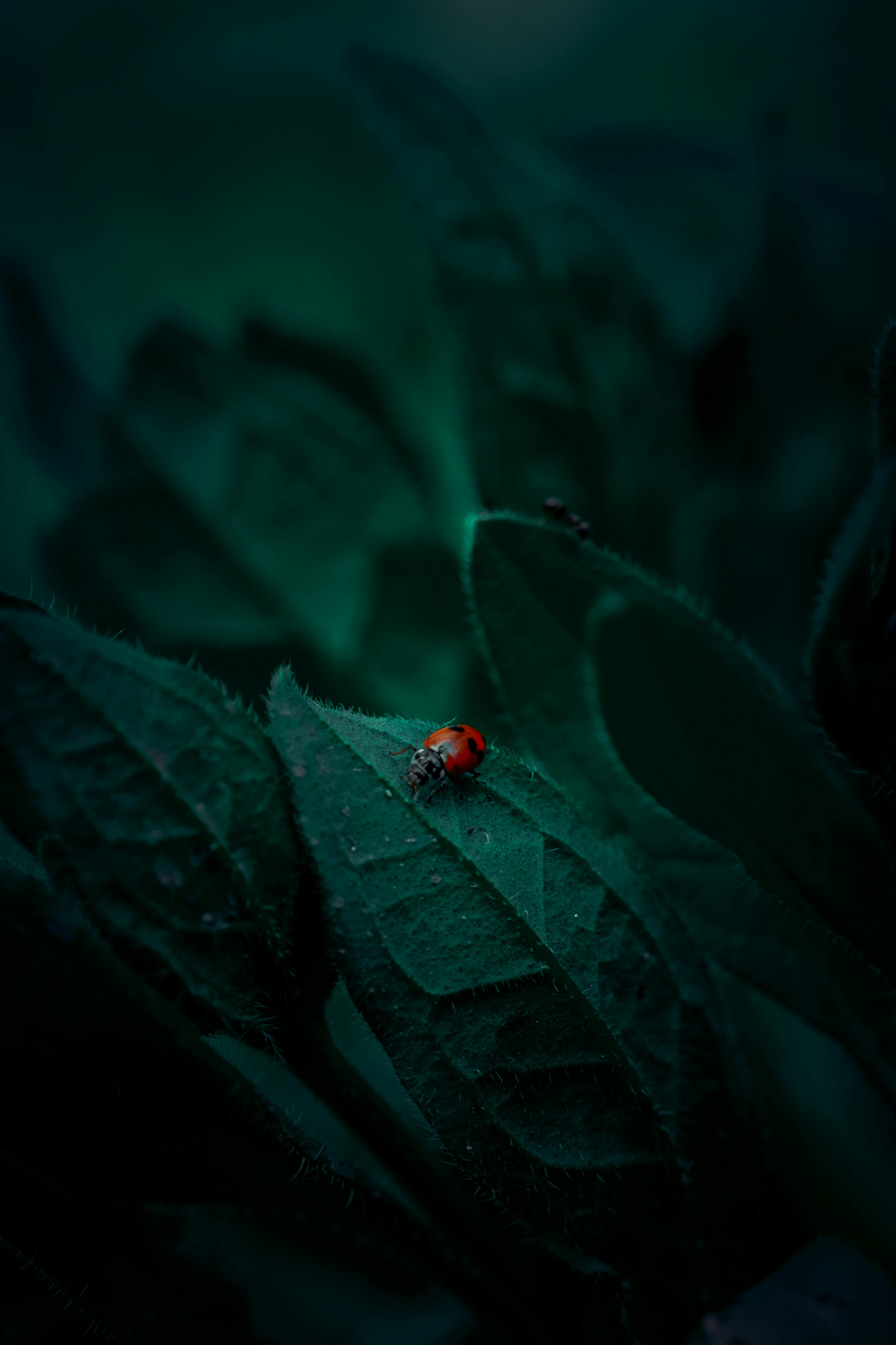Ladybugs Photos, Download The BEST Free Ladybugs Stock Photos & HD Images