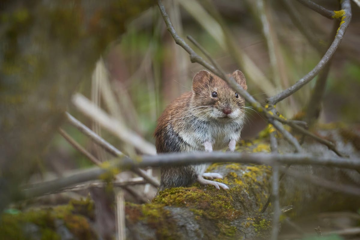 Vole Photos, Download The BEST Free Vole Stock Photos & HD Images