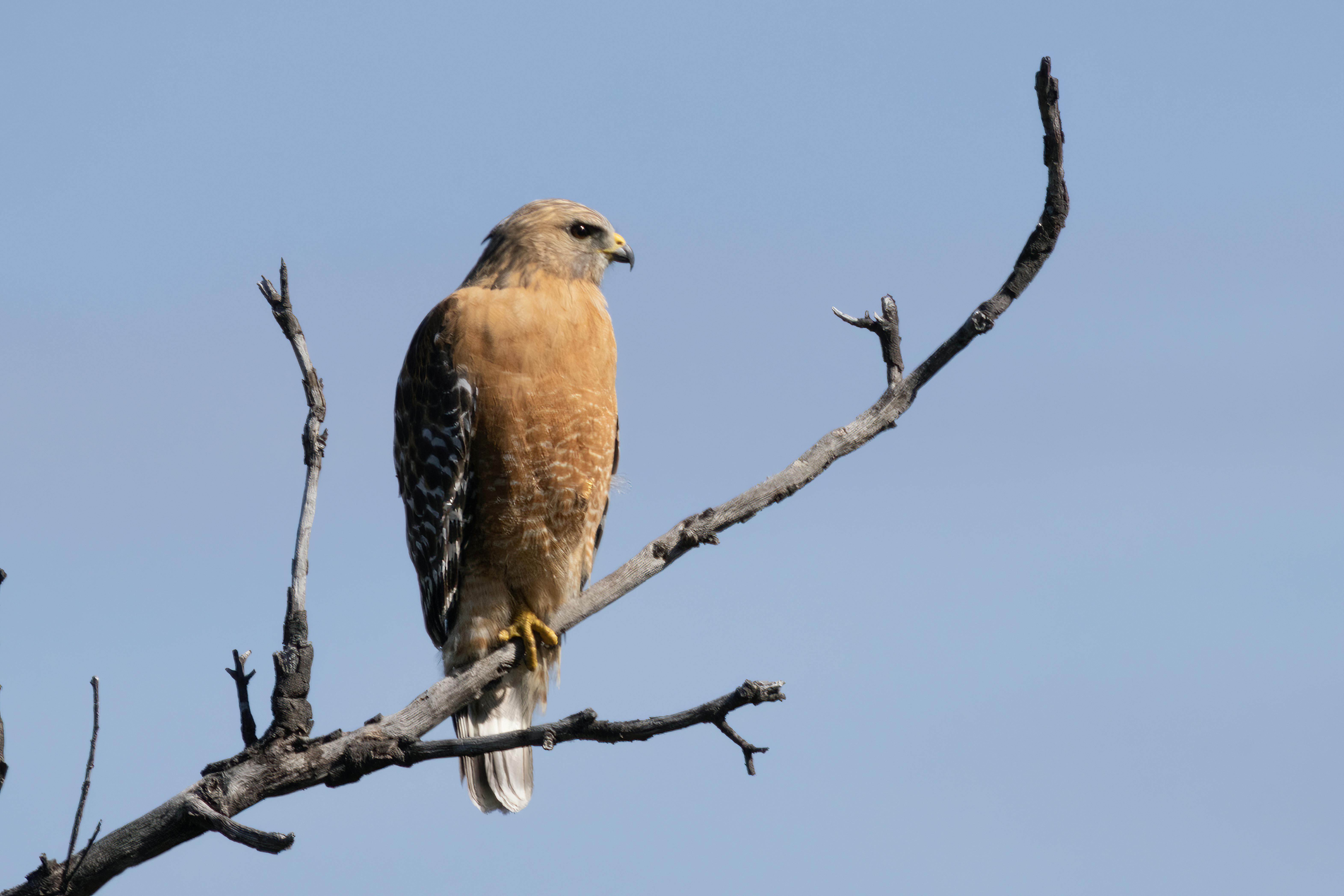 Hawk Wallpaper Photos, Download The BEST Free Hawk Wallpaper Stock ...