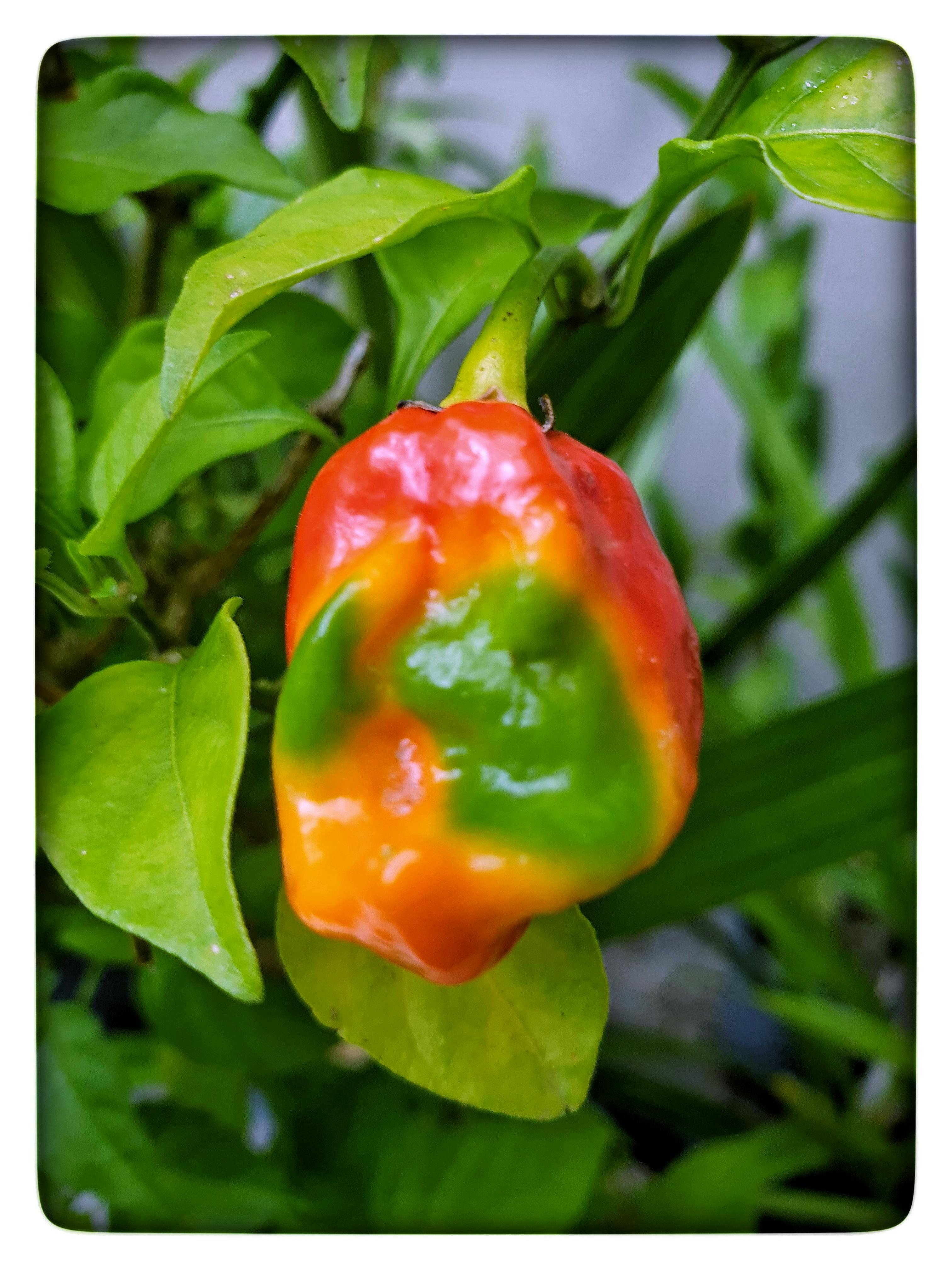 Daniel Watson - 摄影