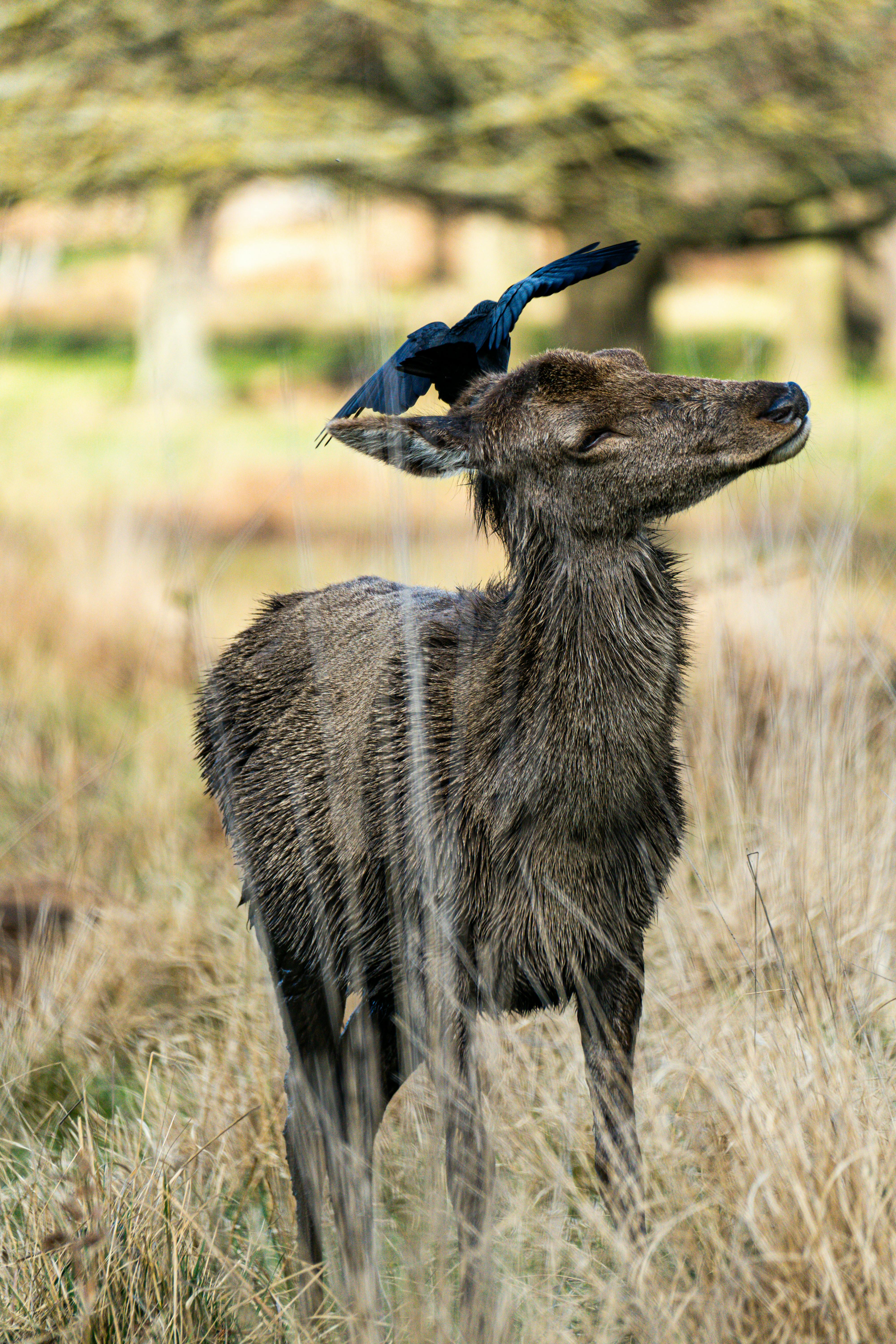 Crow Grooming a Deer · Free Stock Photo