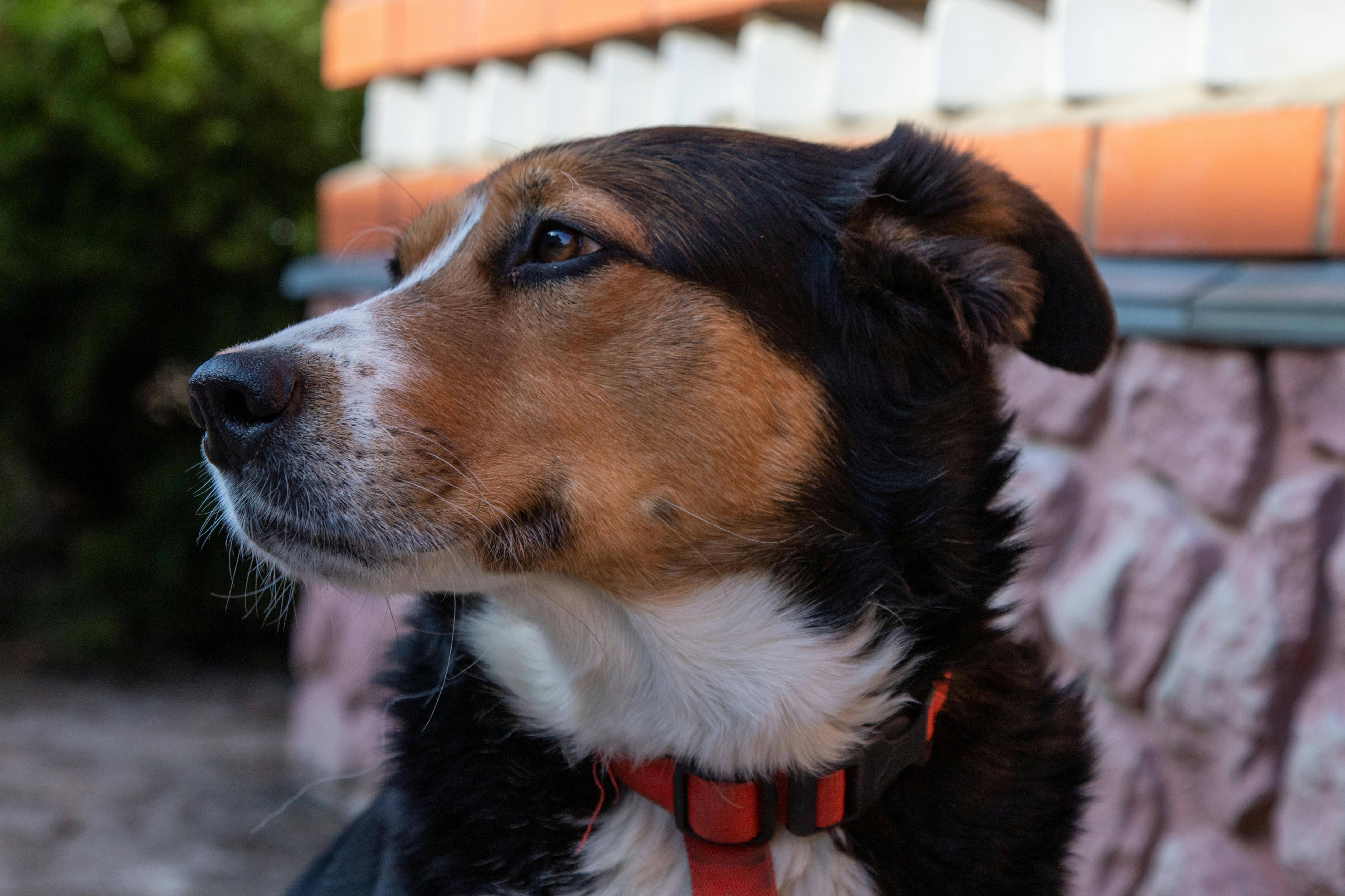 Close up of Dog Head · Free Stock Photo