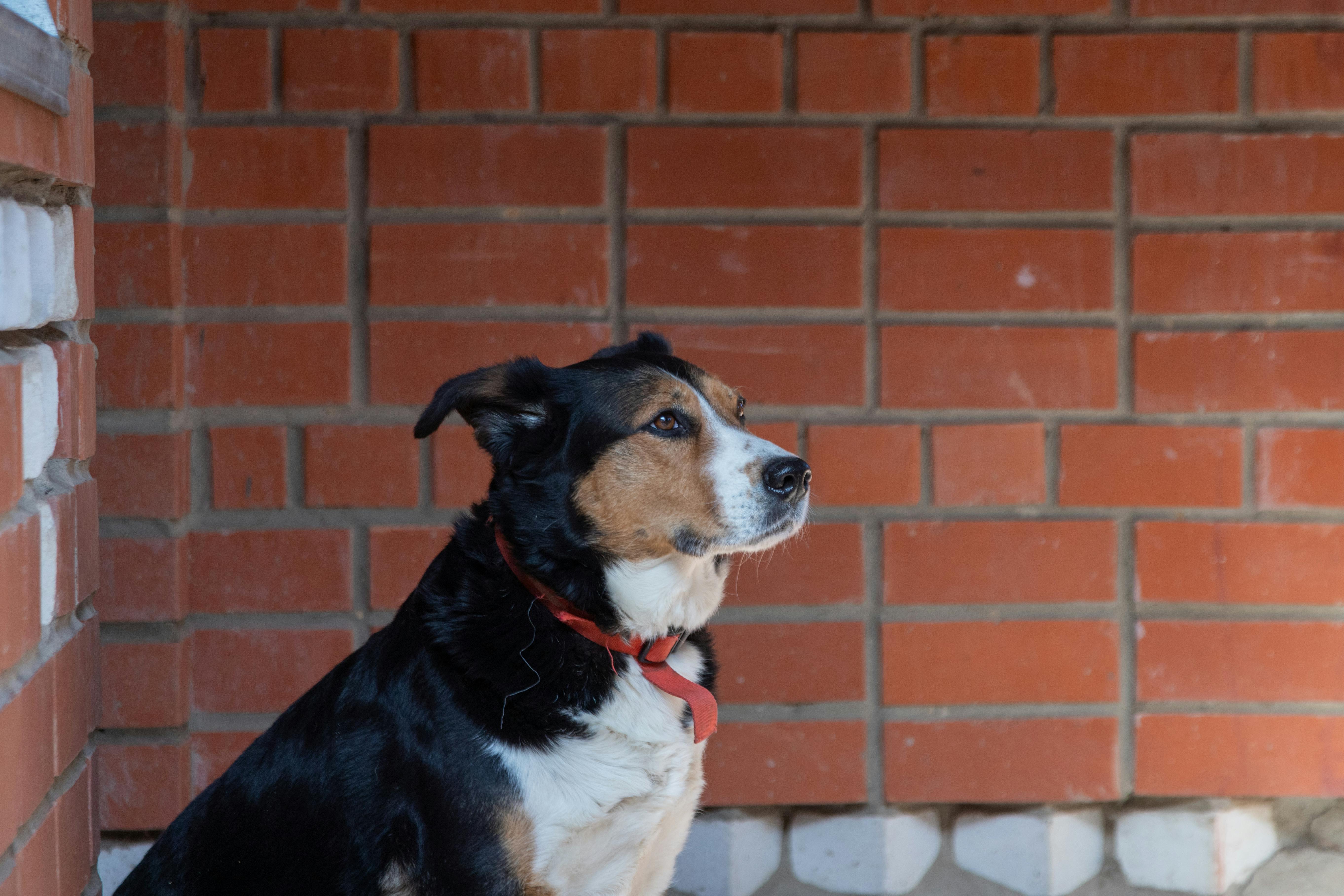 Dog near Wall · Free Stock Photo
