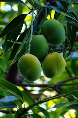 Mango Images Photos, Download The BEST Free Mango Images Stock Photos ...