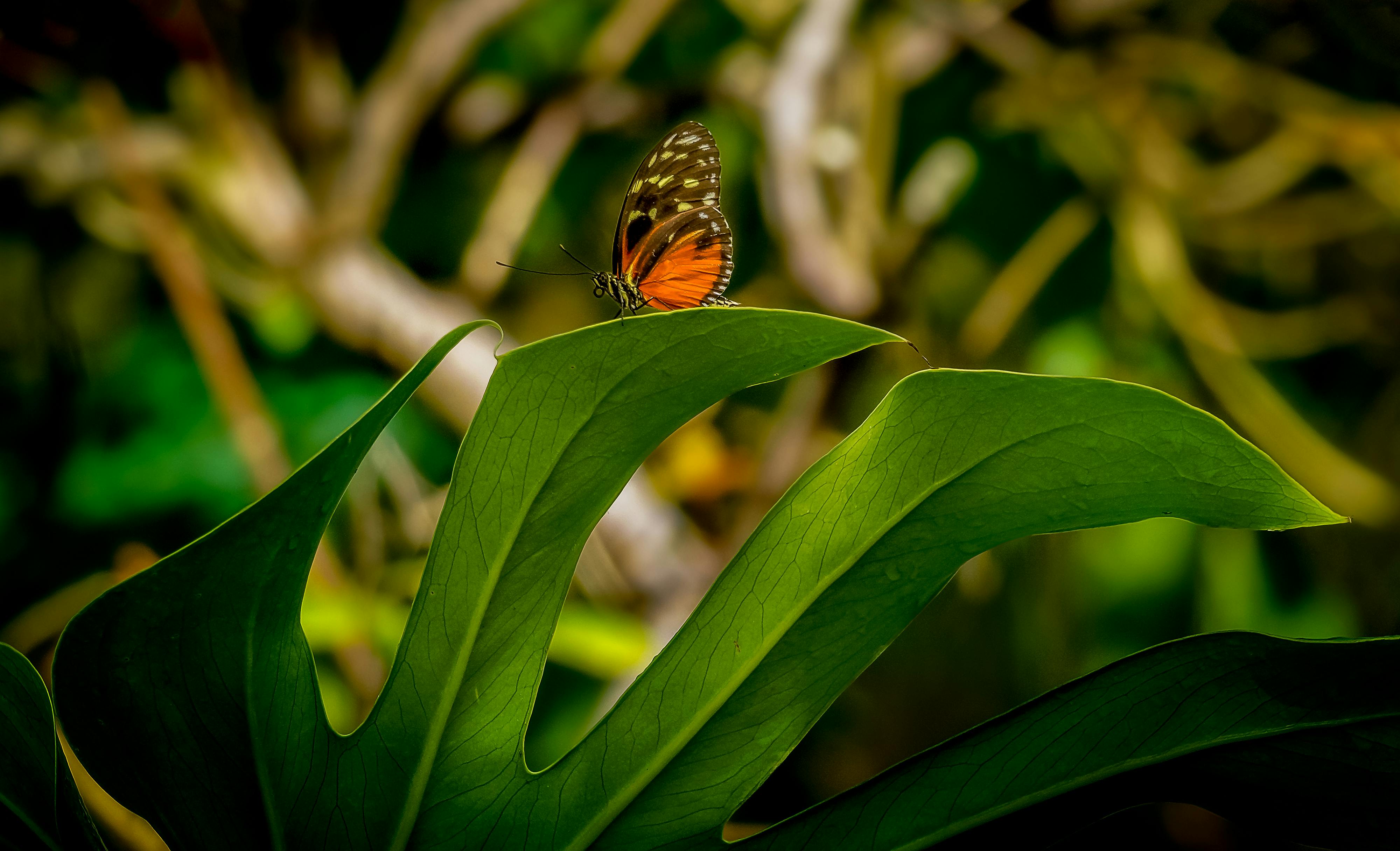 Black Butterfly on Leaves · Free Stock Photo