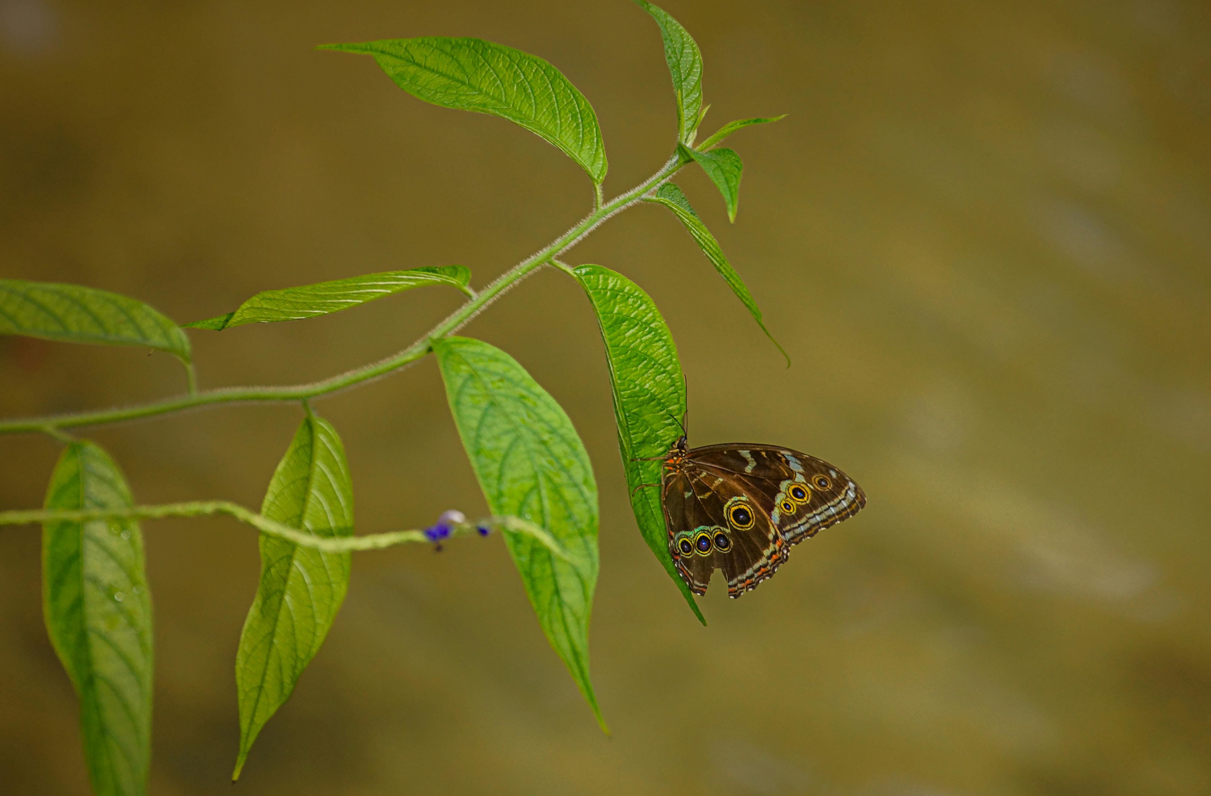 Small Dusty Wave Butterfly on Leaf · Free Stock Photo