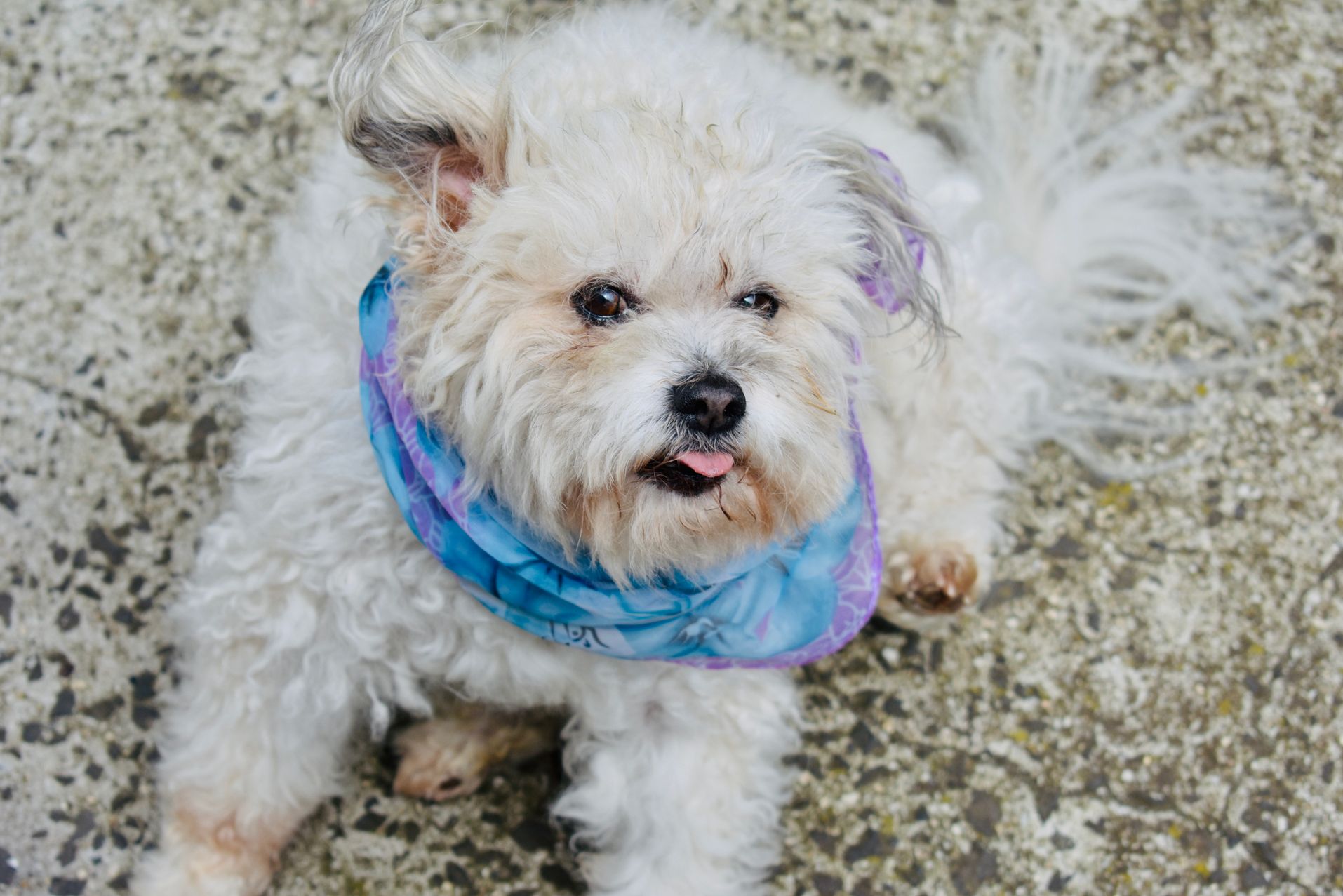 Maltese Dog Diseases: Common Health Issues & Prevention Tips