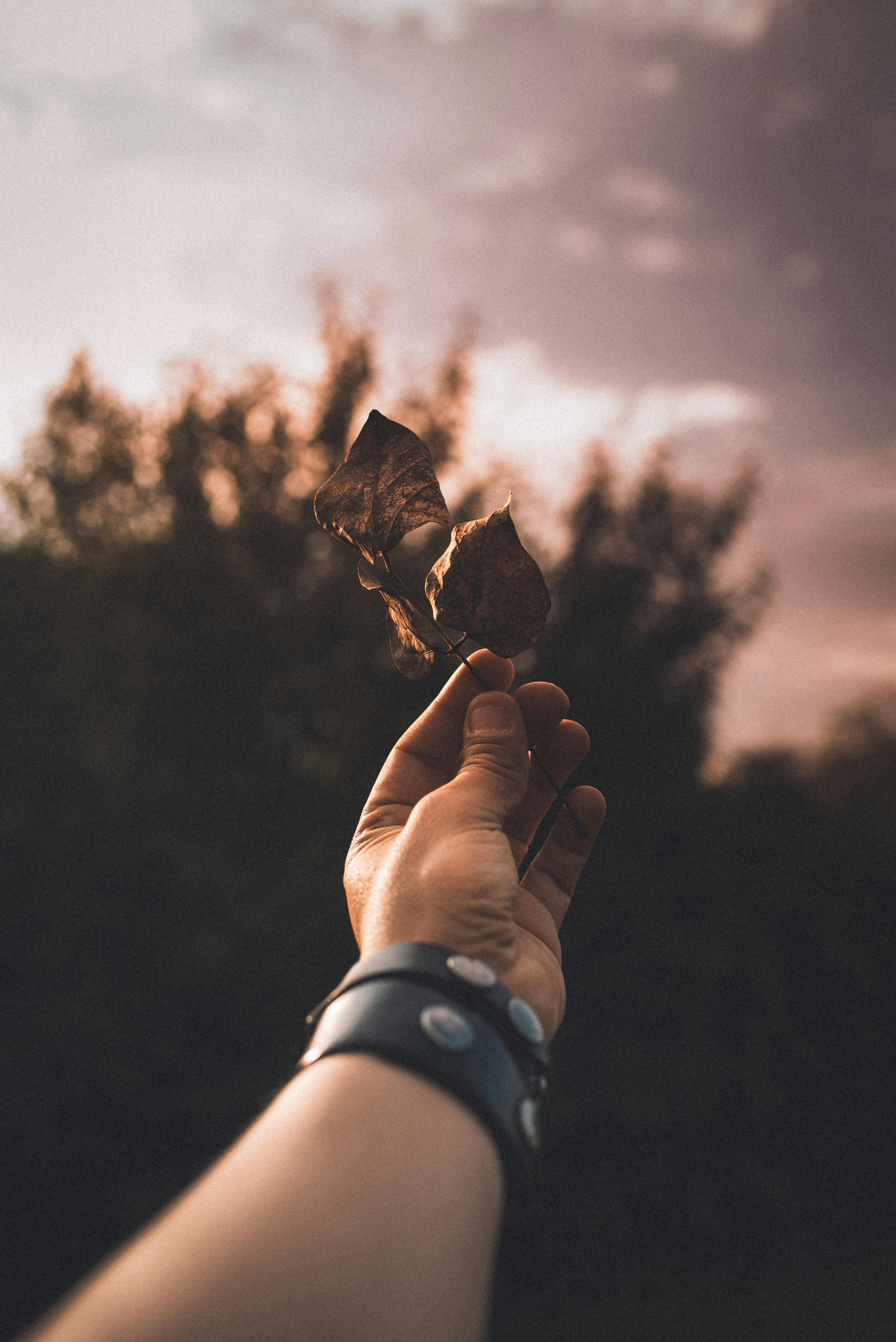 Hand Holding Clove · Free Stock Photo