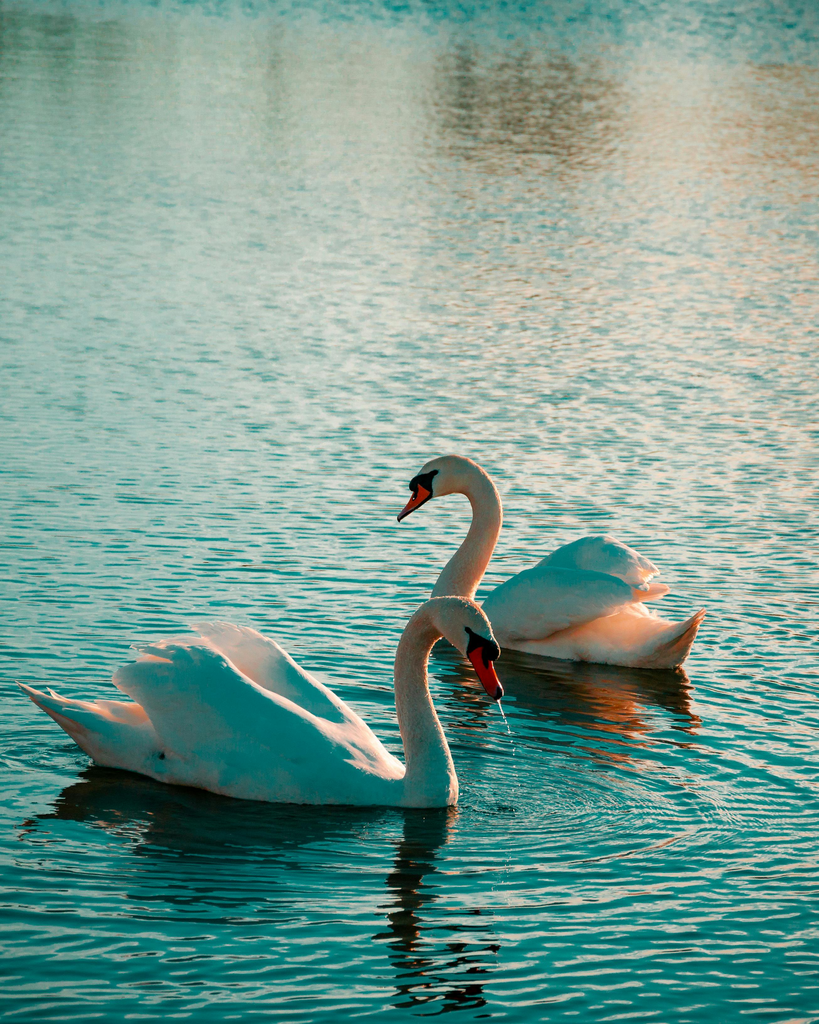 Swans The Skeleton Photos, Download The BEST Free Swans The Skeleton ...