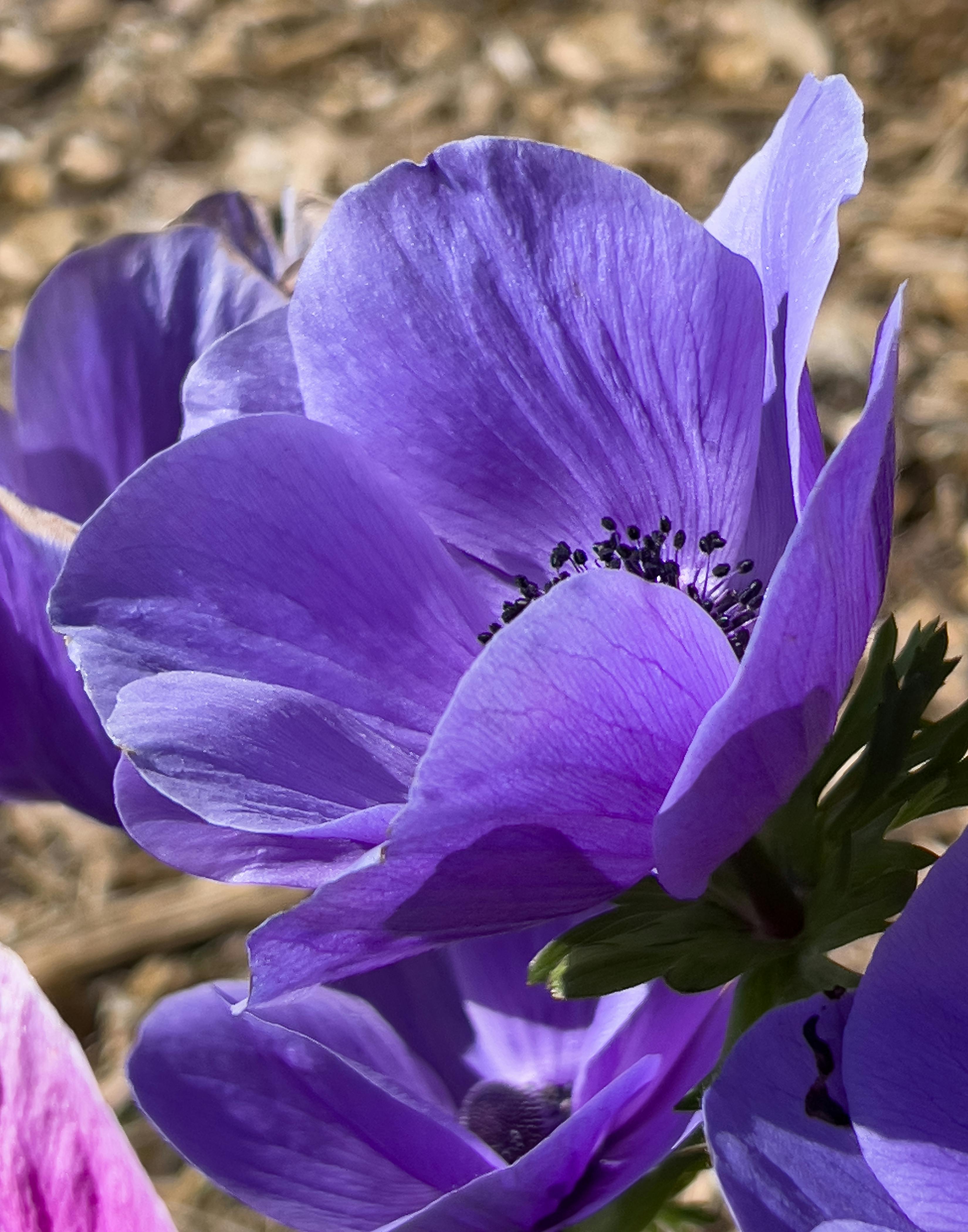 PURPLE - In Nature 6 Photos & Videos Collected by Rev. Lisa j Winston