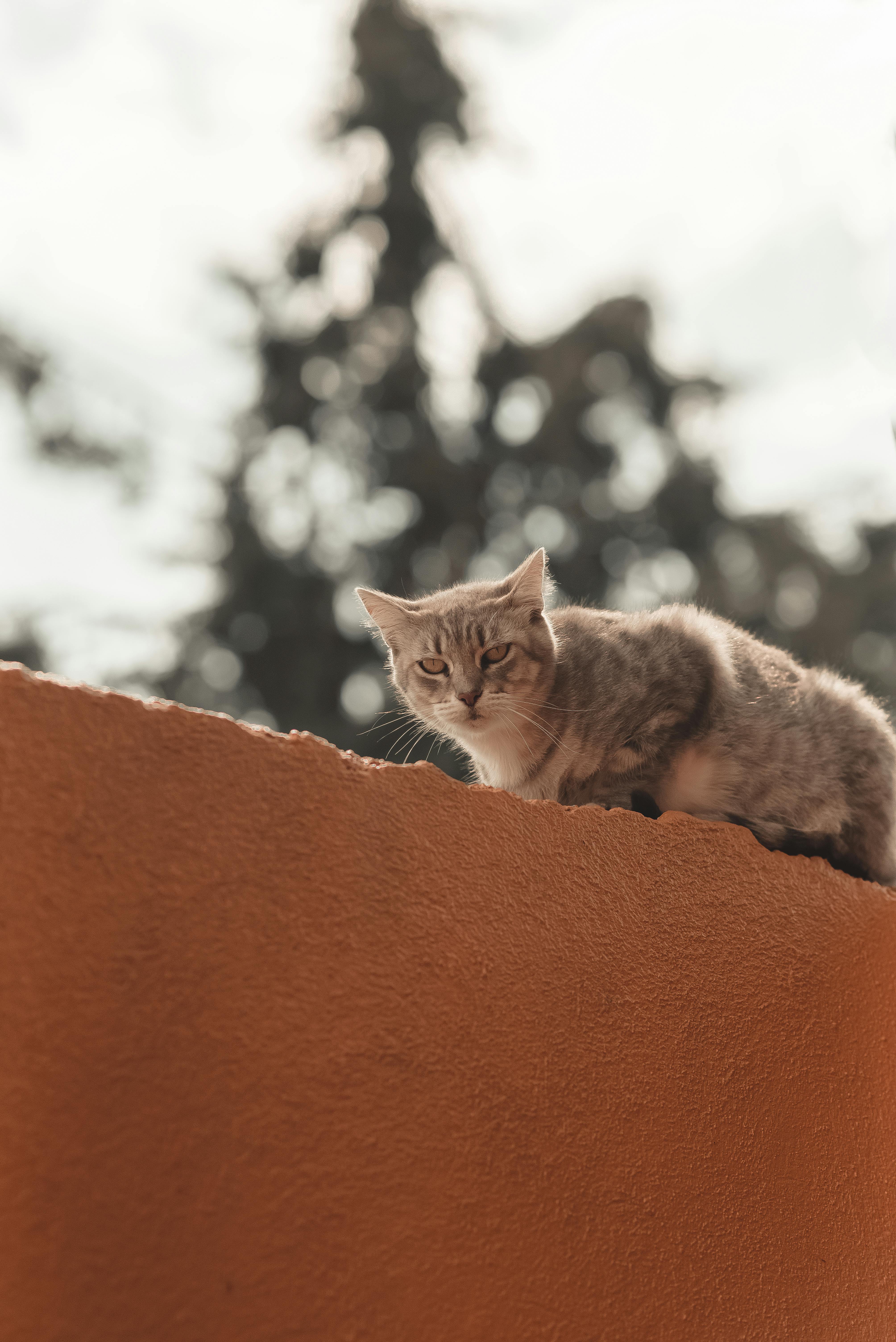 Photo of a Cat Standing on a Wall · Free Stock Photo