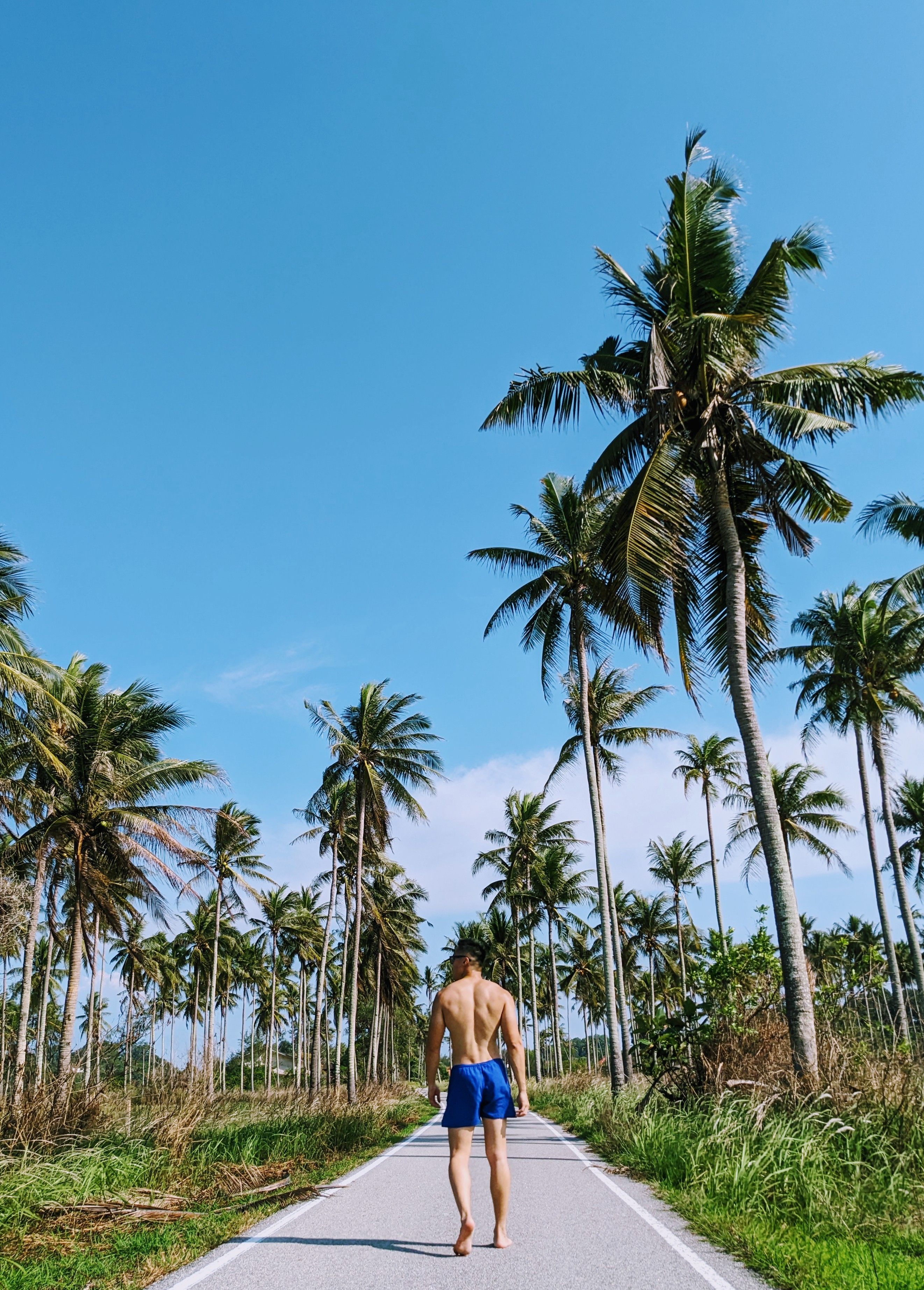 Man Strolling among Palm Trees · Free Stock Photo