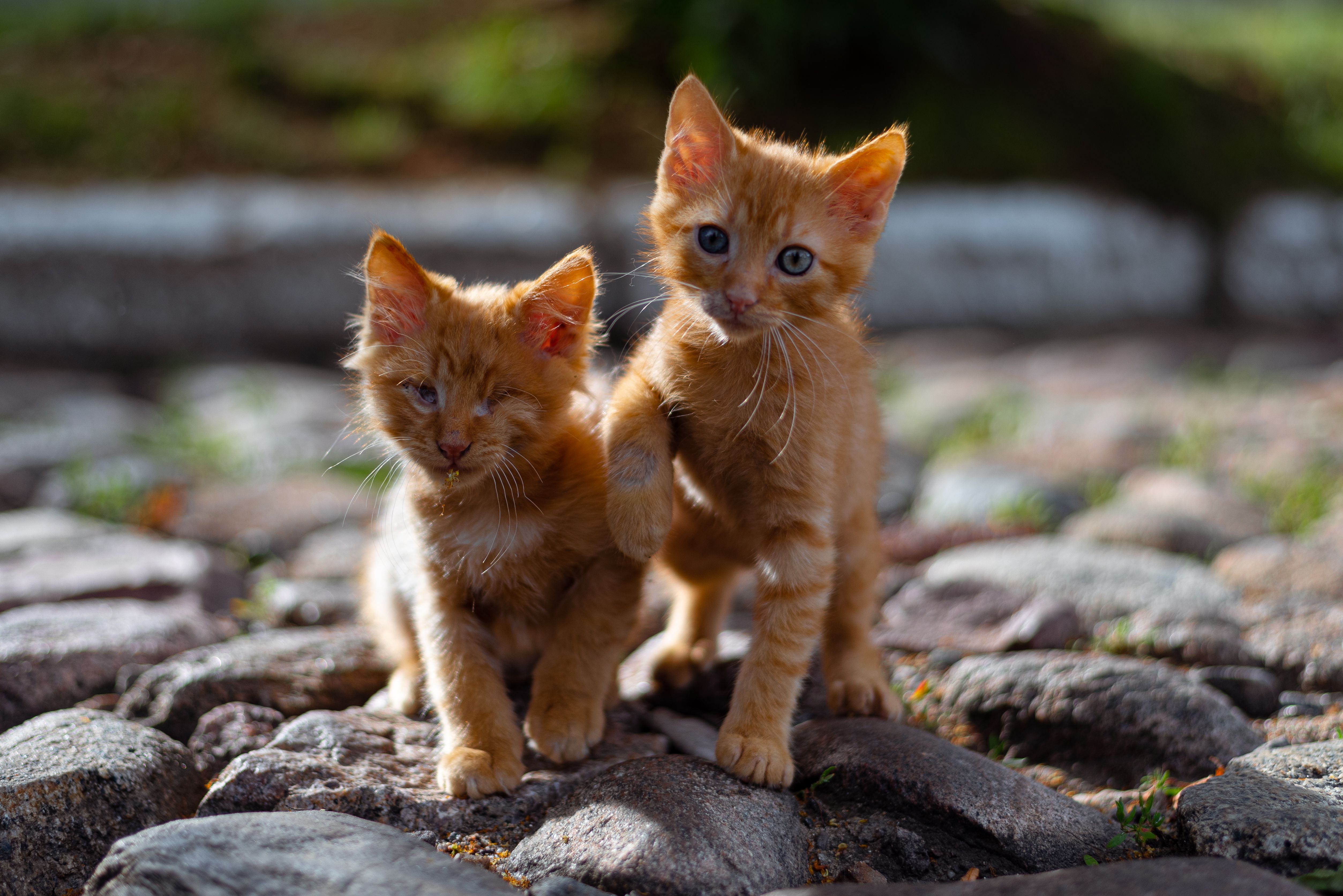 Desktop Wallpaper Kittens Photos, Download The BEST Free Desktop ...
