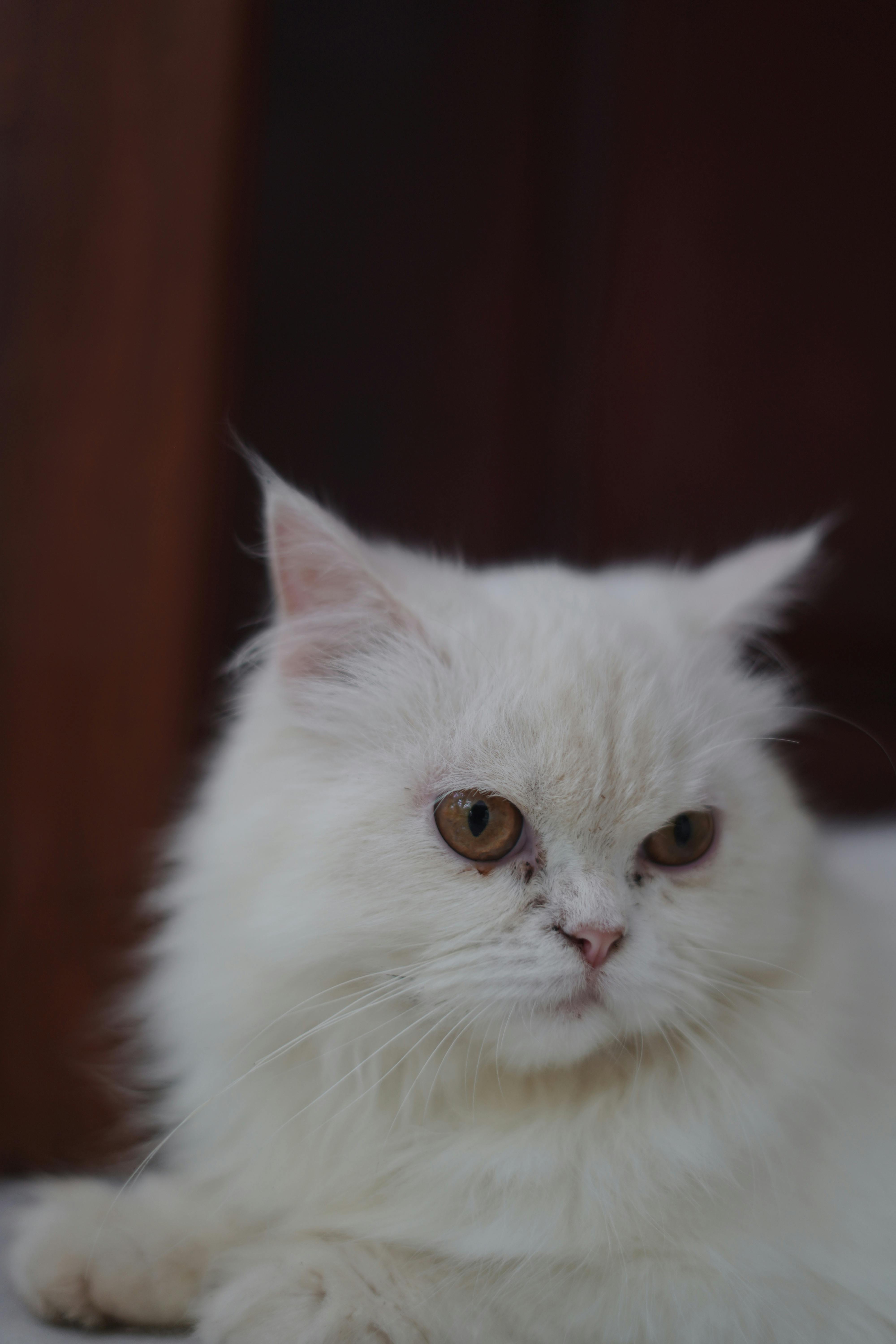 Portrait of Downy Cat · Free Stock Photo