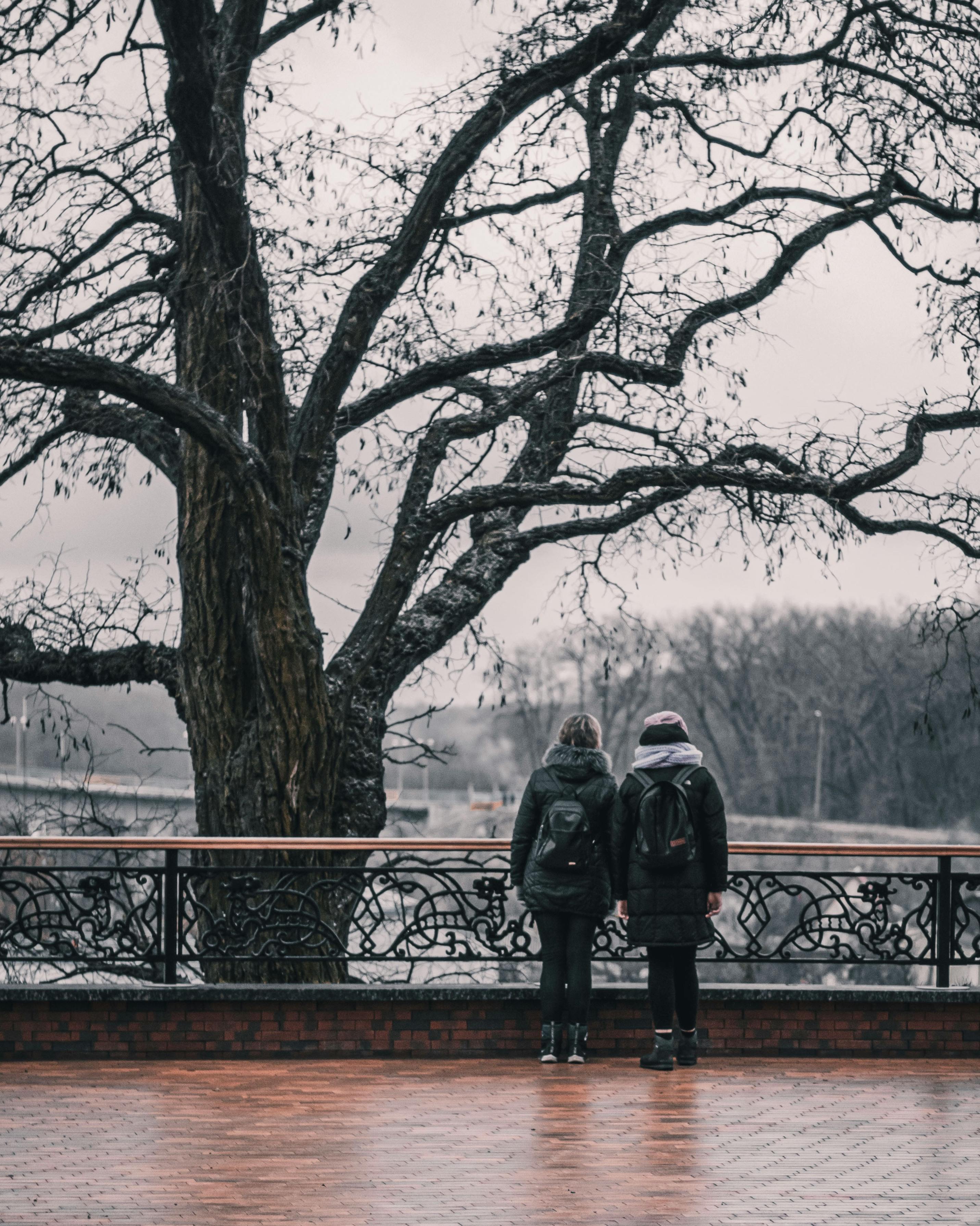 Tree Man Photos, Download The BEST Free Tree Man Stock Photos & HD Images