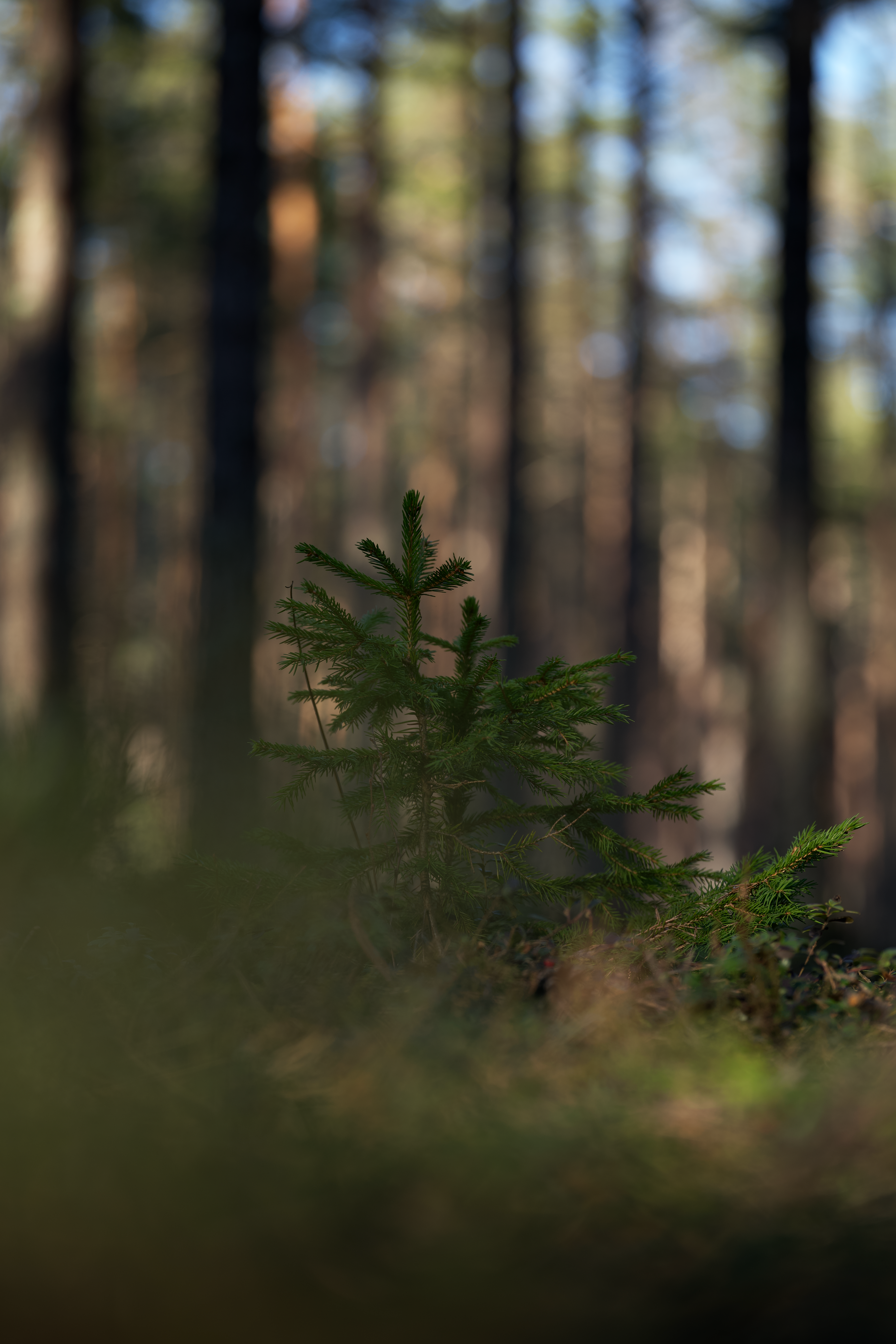Little Conifer Tree in Forest · Free Stock Photo