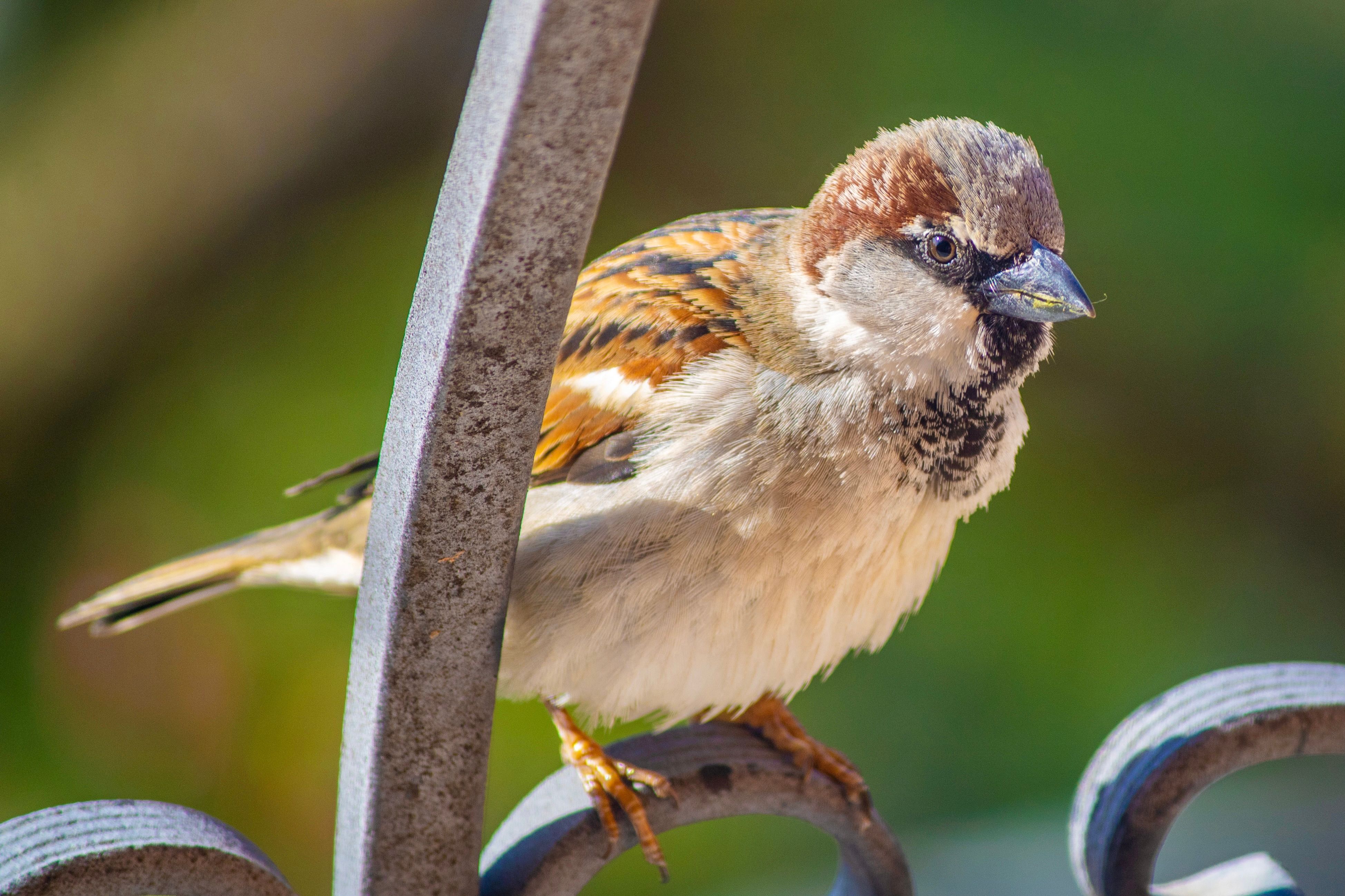 Sparrow In Nature Photos, Download The BEST Free Sparrow In Nature ...