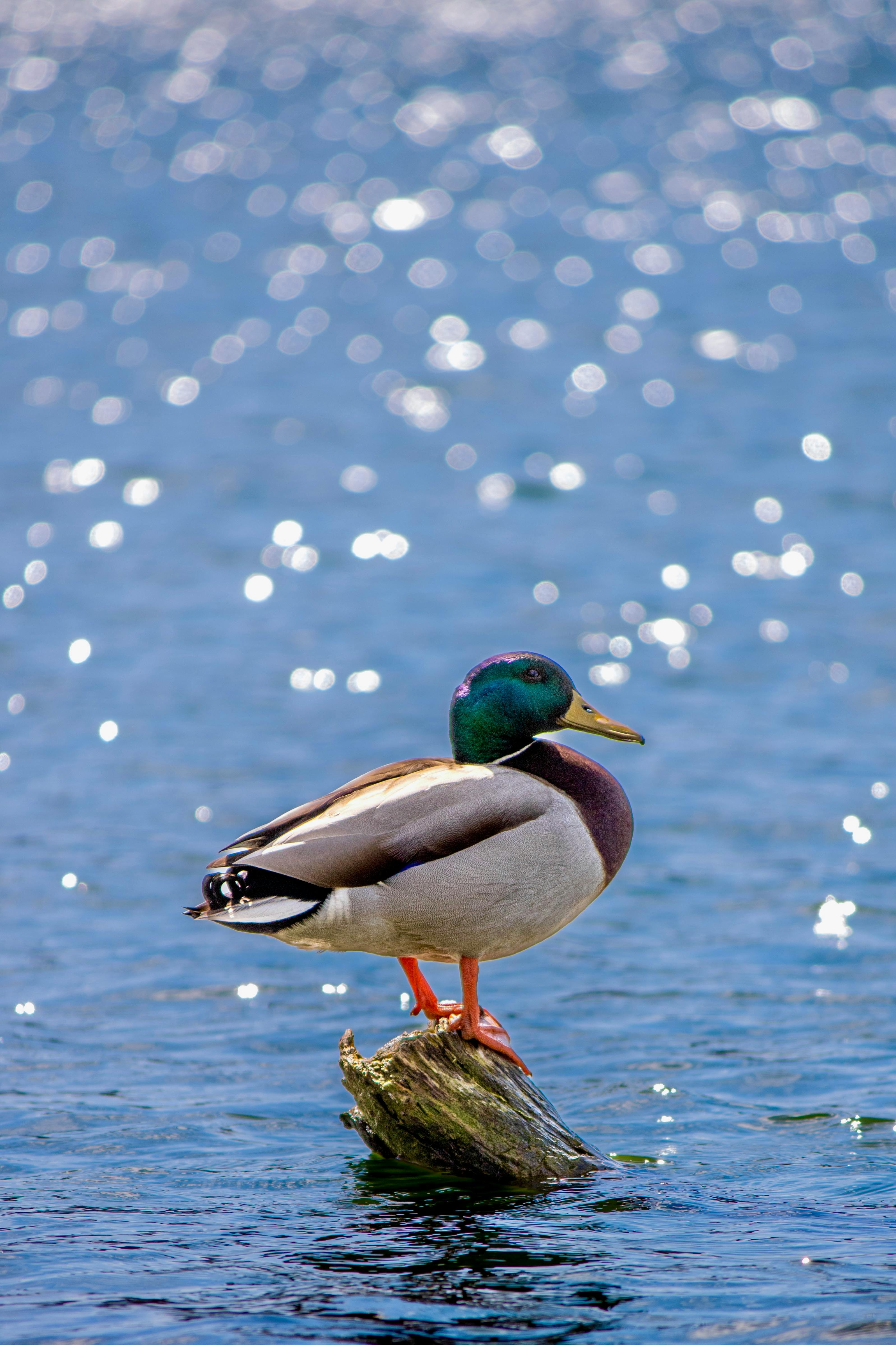 Padsan River Photos, Download The BEST Free Padsan River Stock Photos ...