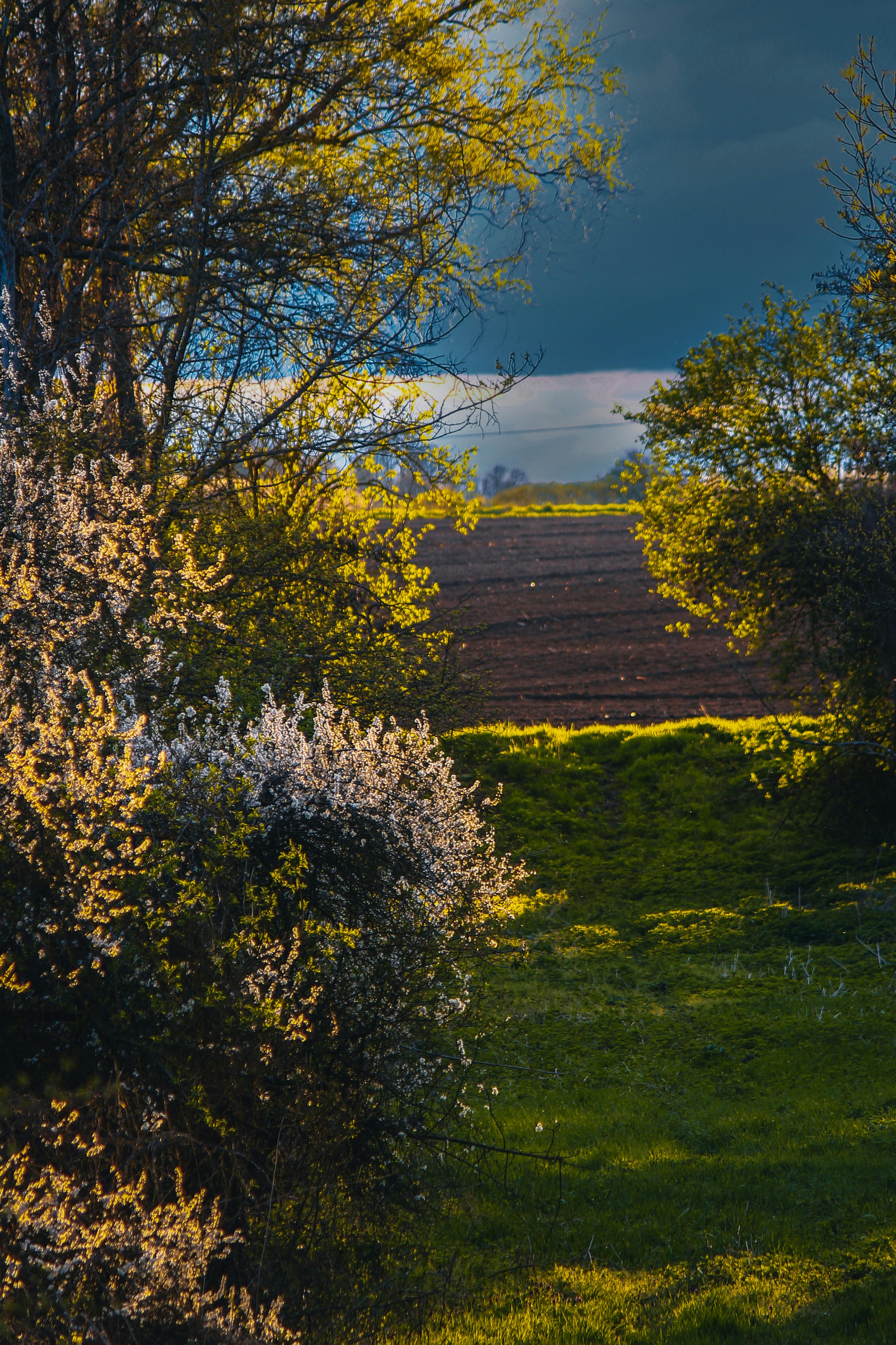 Rain Clouds over Trees · Free Stock Photo