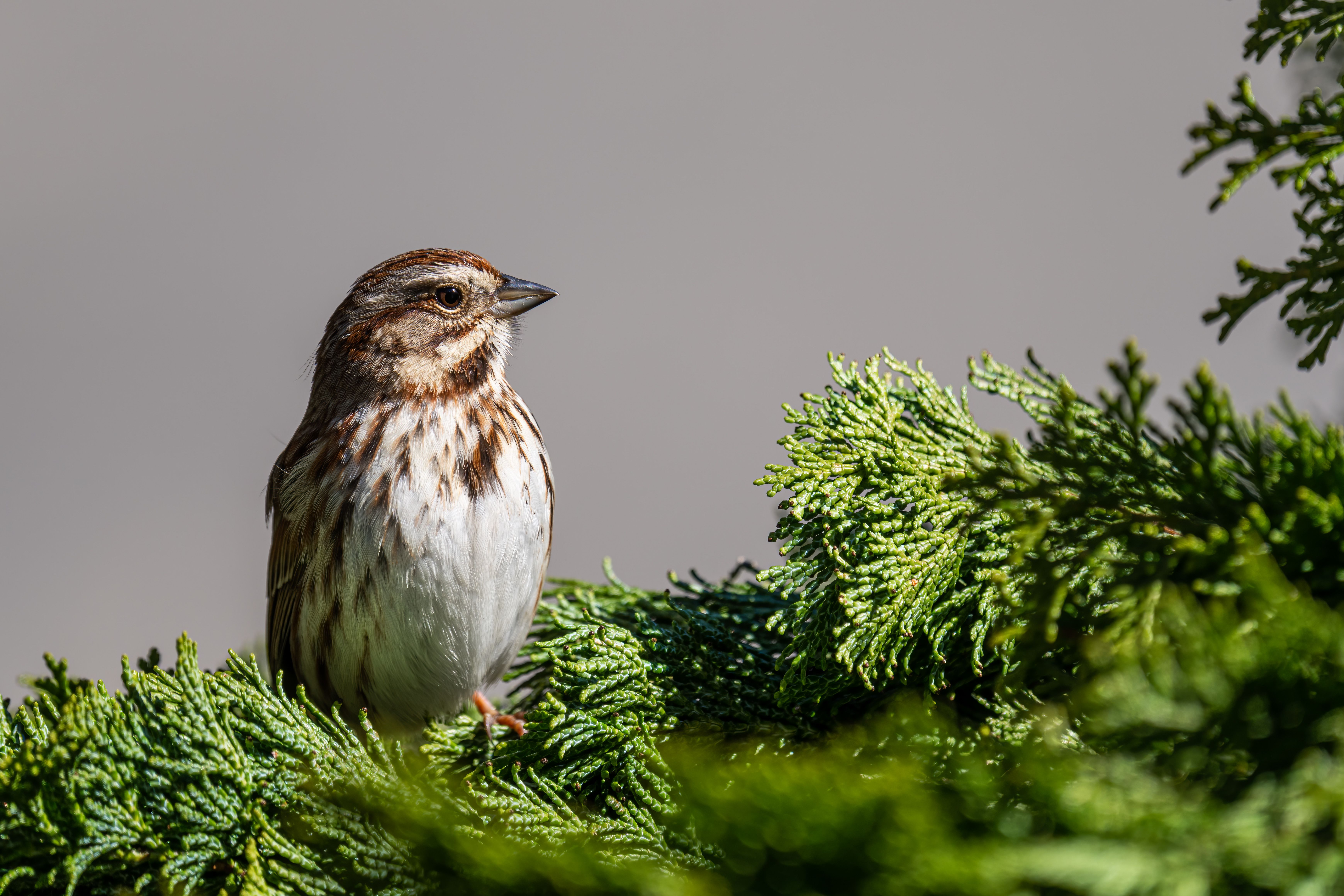 Close up of Sparrow on Leaves · Free Stock Photo