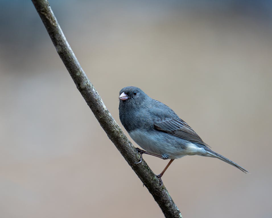 Junco Bird Identification: Slate-Colored and Beyond
