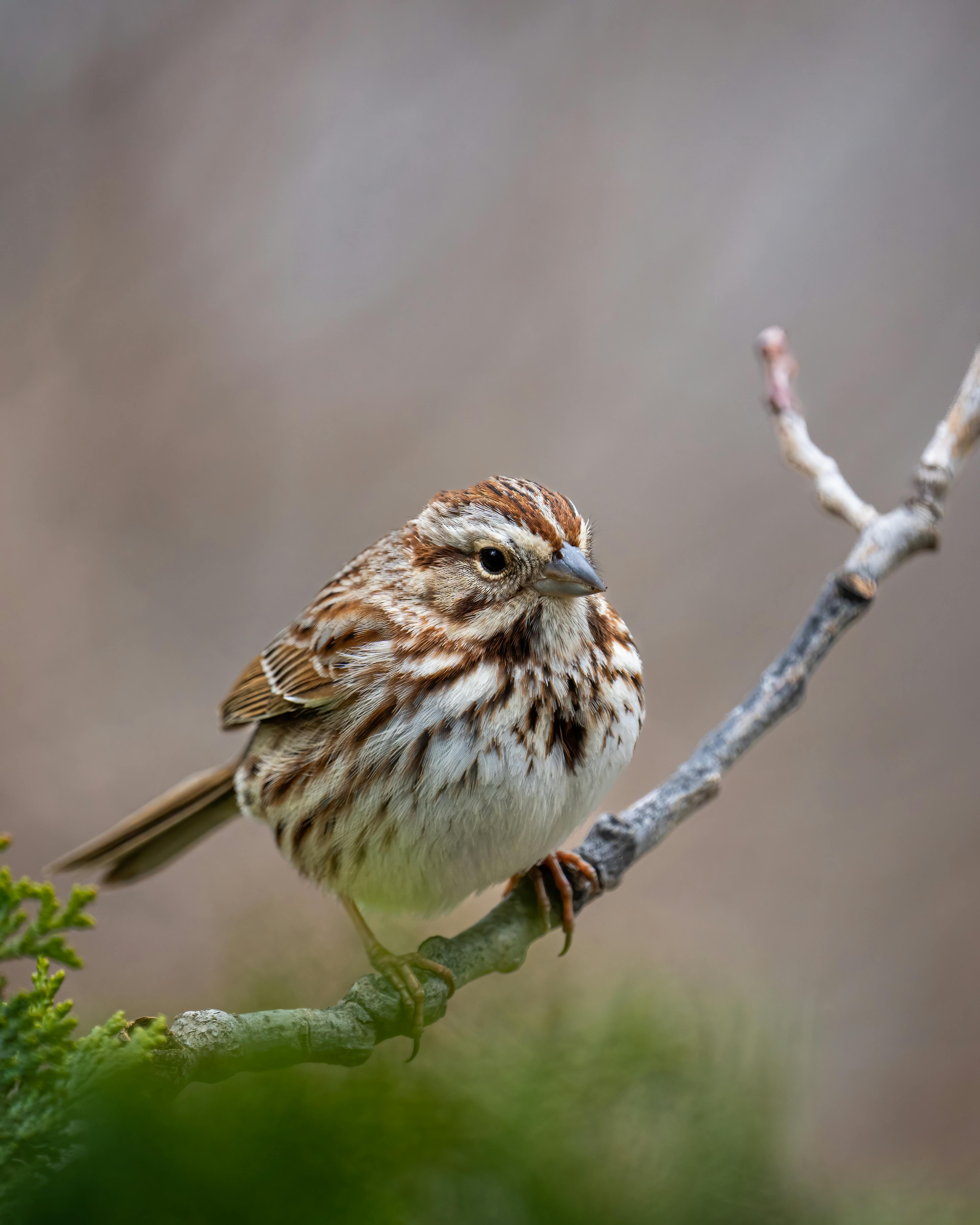 Tiny Sparrow Sitting on Branch · Free Stock Photo