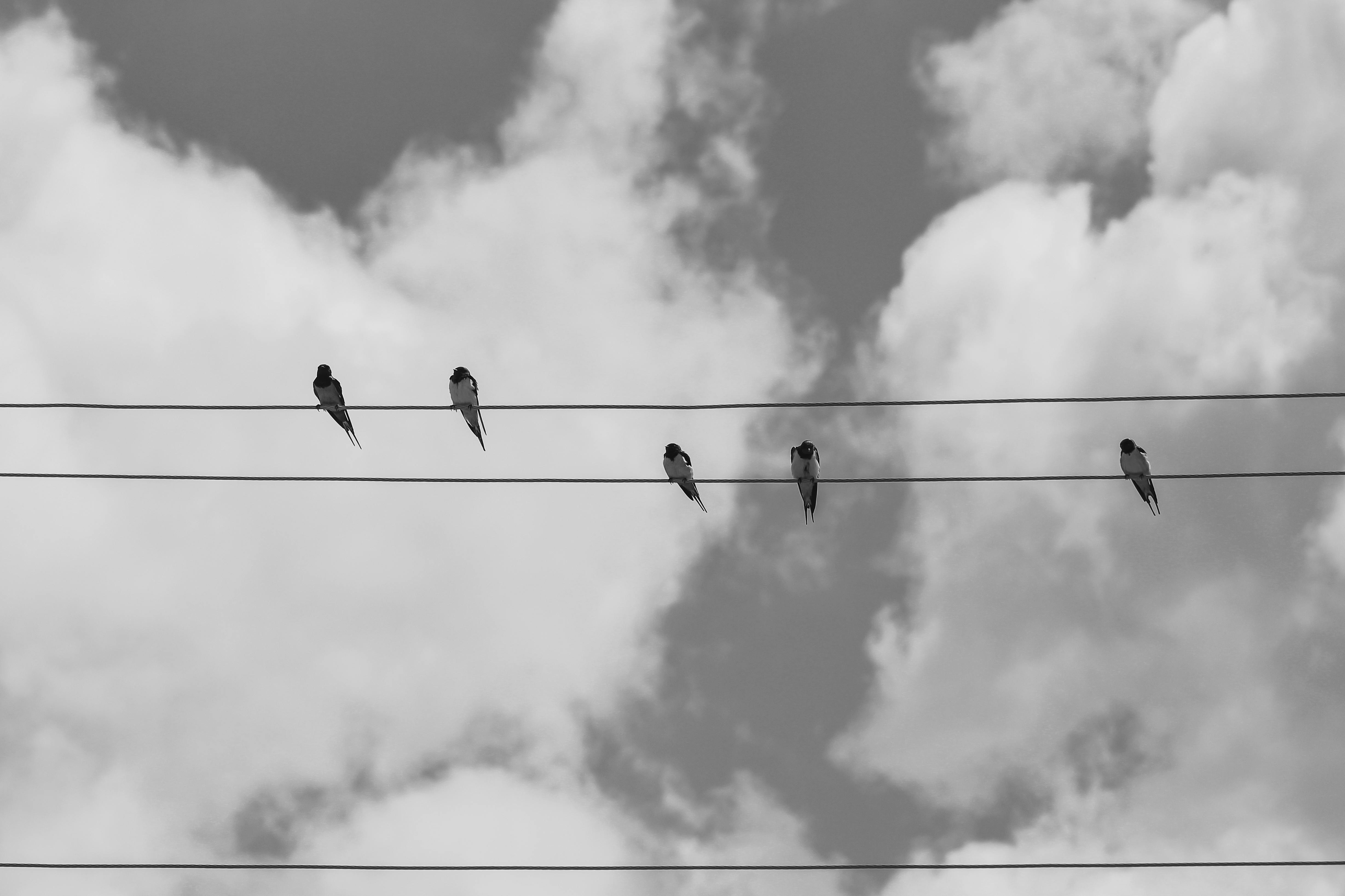 Birds On Wires Photos, Download The BEST Free Birds On Wires Stock ...