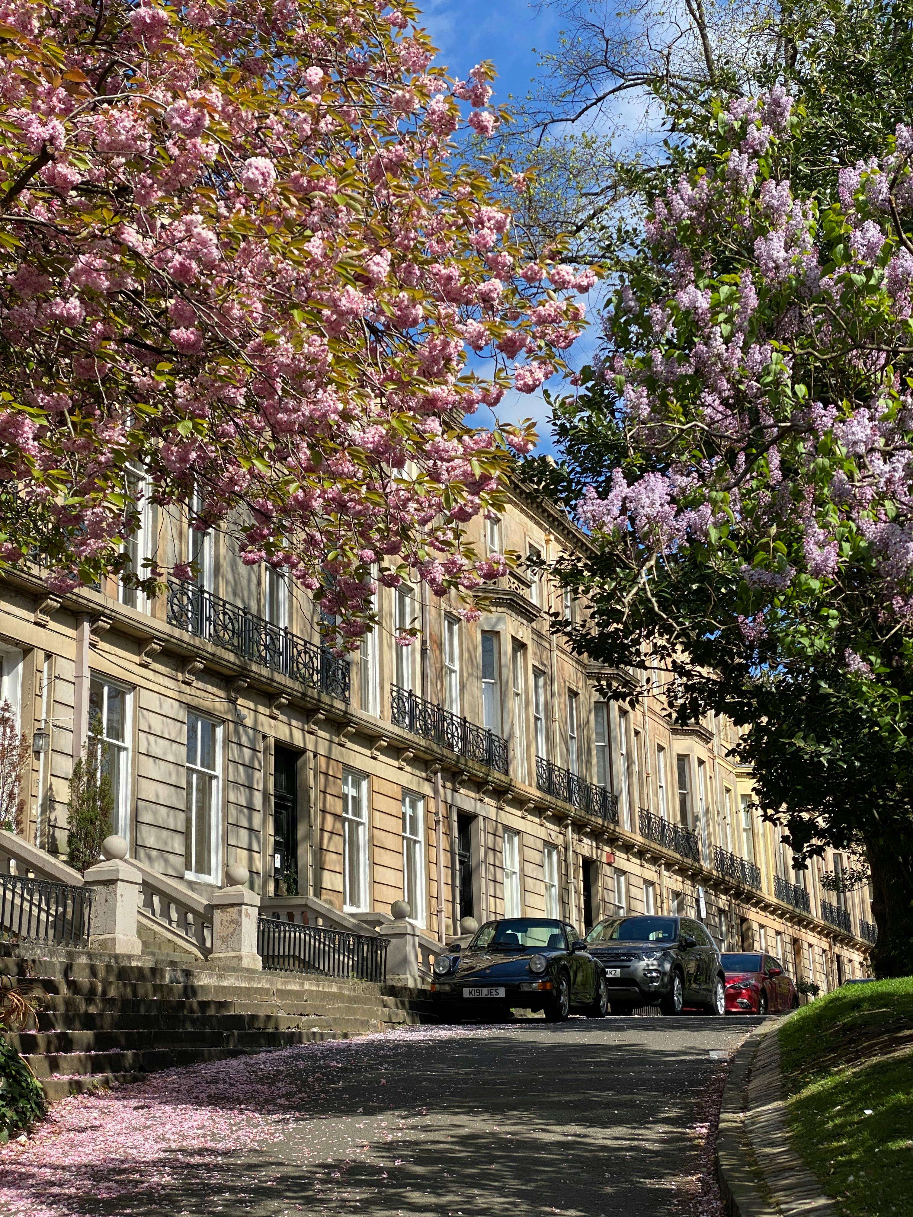 Blossoms on Trees over Street · Free Stock Photo