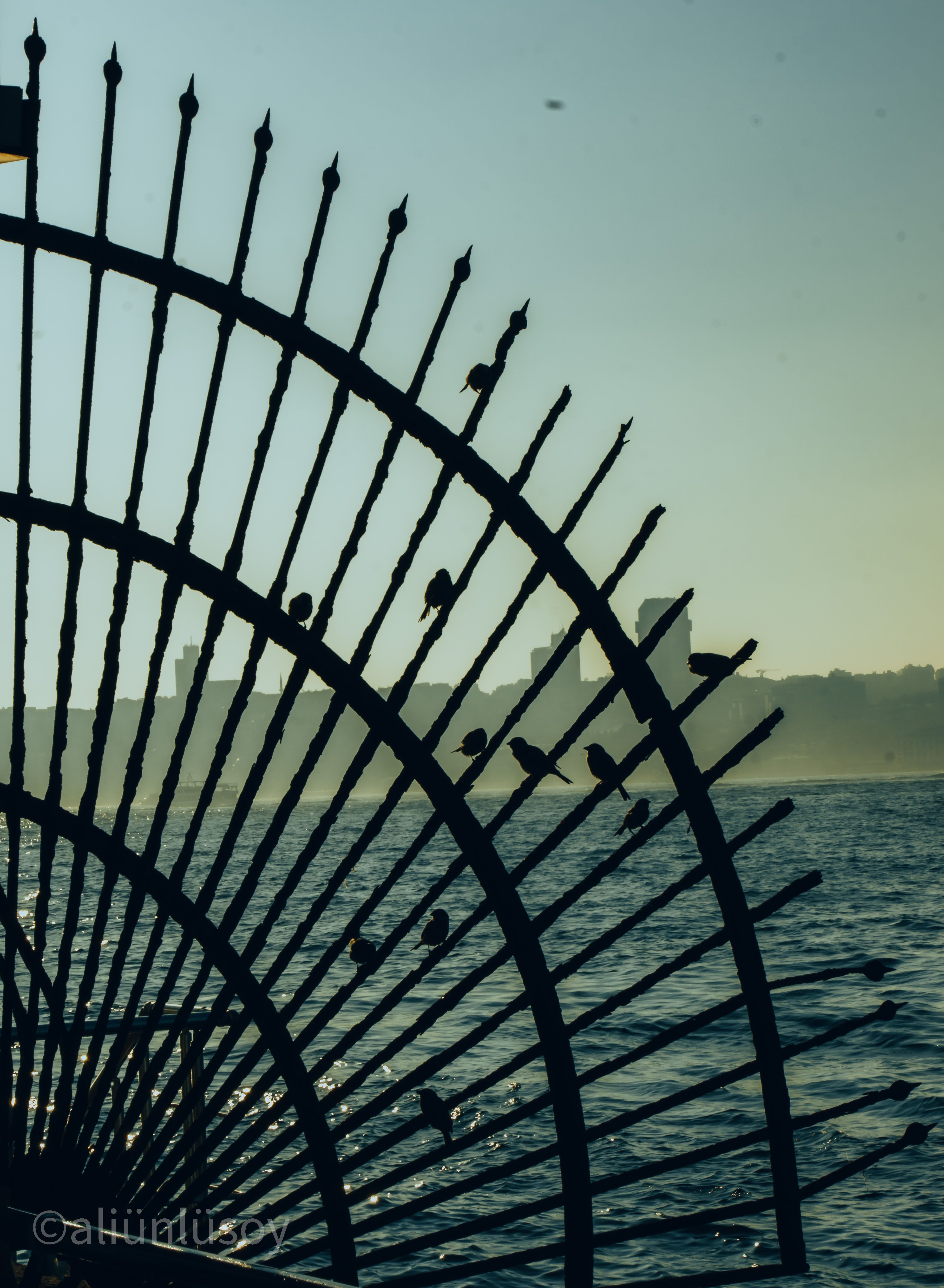 Birds Psd Photos, Download The BEST Free Birds Psd Stock Photos & HD Images