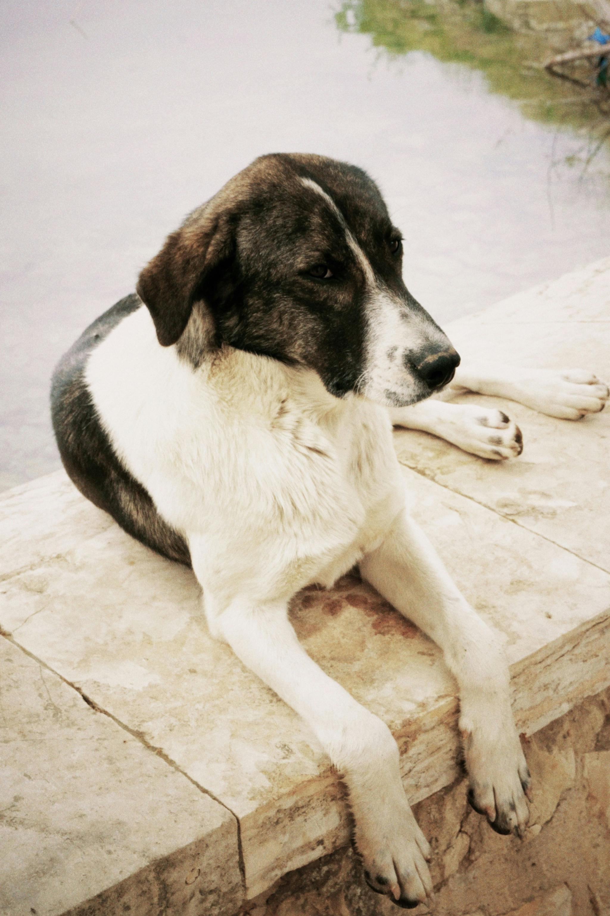 Close up of Dog on Wall · Free Stock Photo