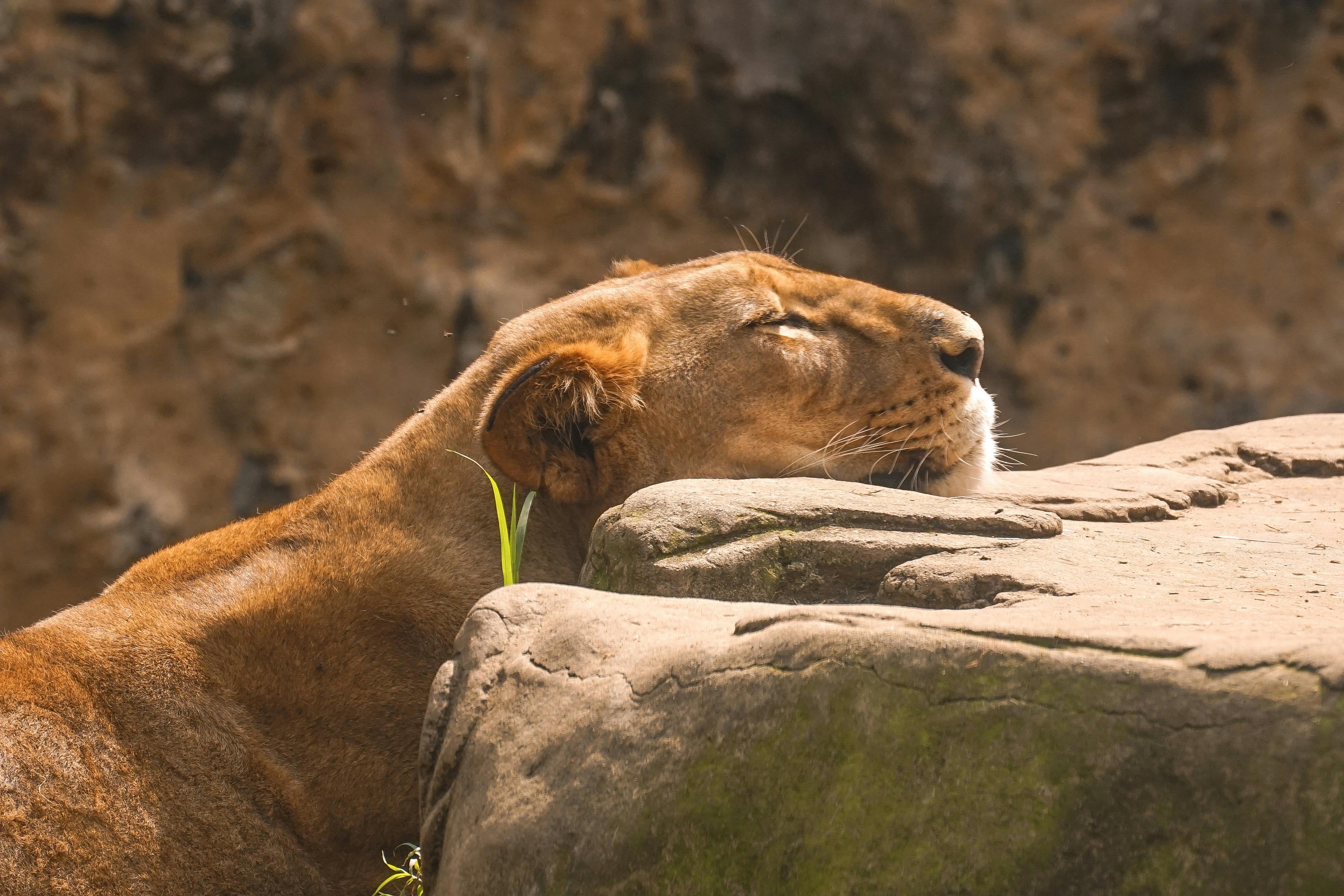 Lion Teeth Photos, Download The BEST Free Lion Teeth Stock Photos & HD ...