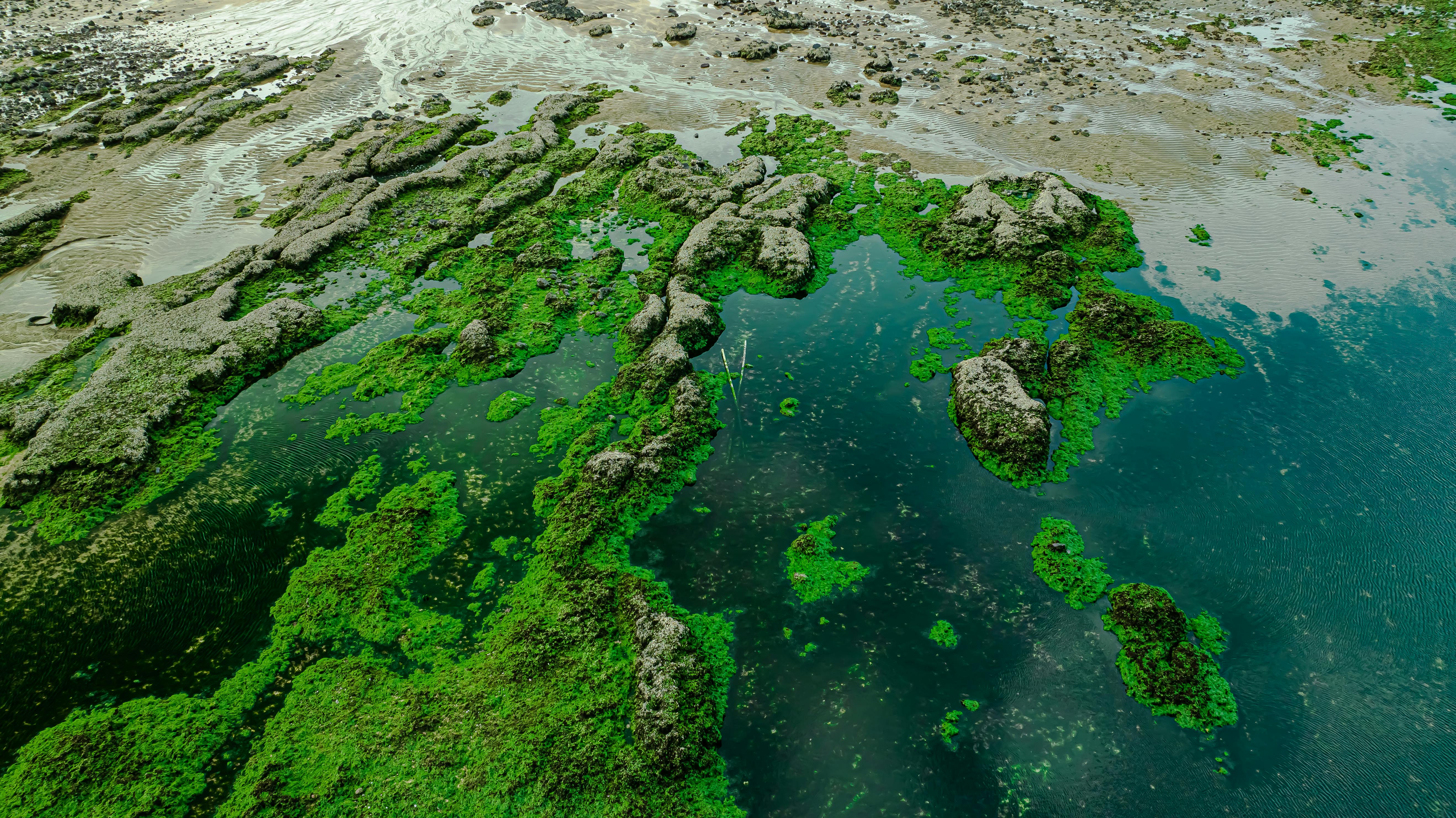 500+张最精彩的“Seaweed Dermatitis”图片 · 100%免费下载 · Pexels素材图片