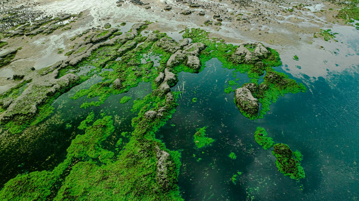 500+张最精彩的“Seaweed Dermatitis”图片 · 100%免费下载 · Pexels素材图片