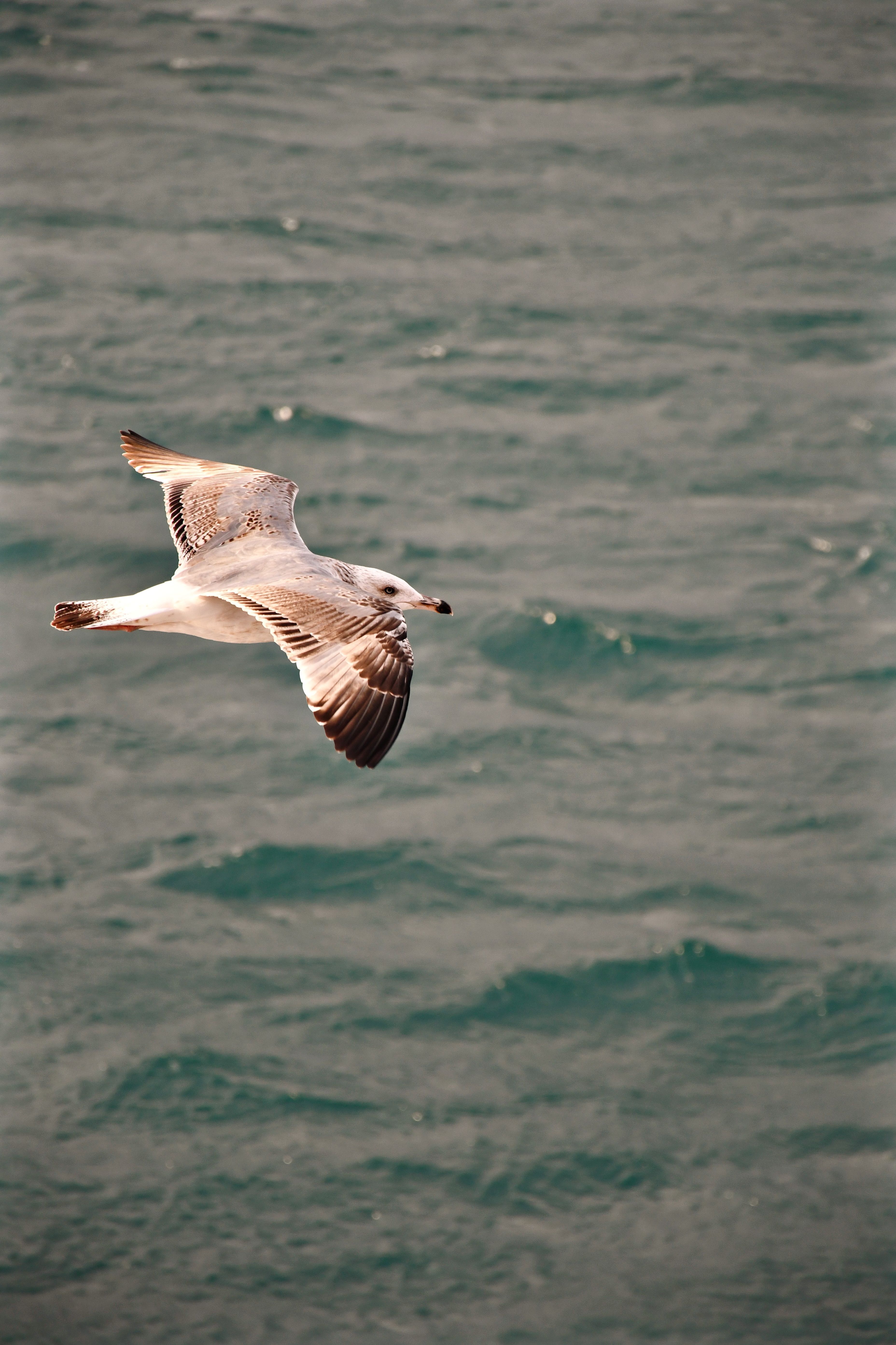 Birds Flying over Water · Free Stock Photo
