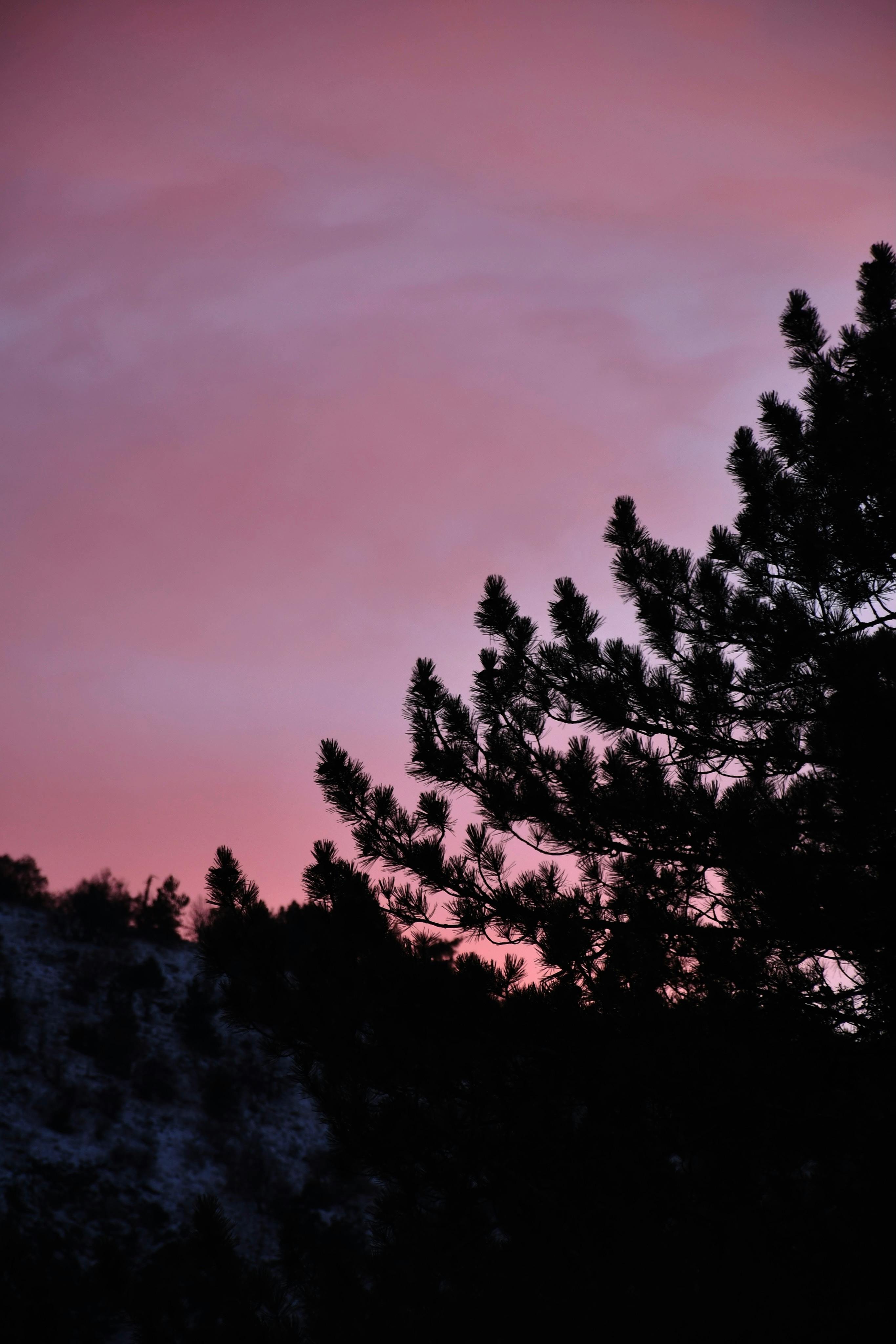 Evergreen Tree at Dusk · Free Stock Photo