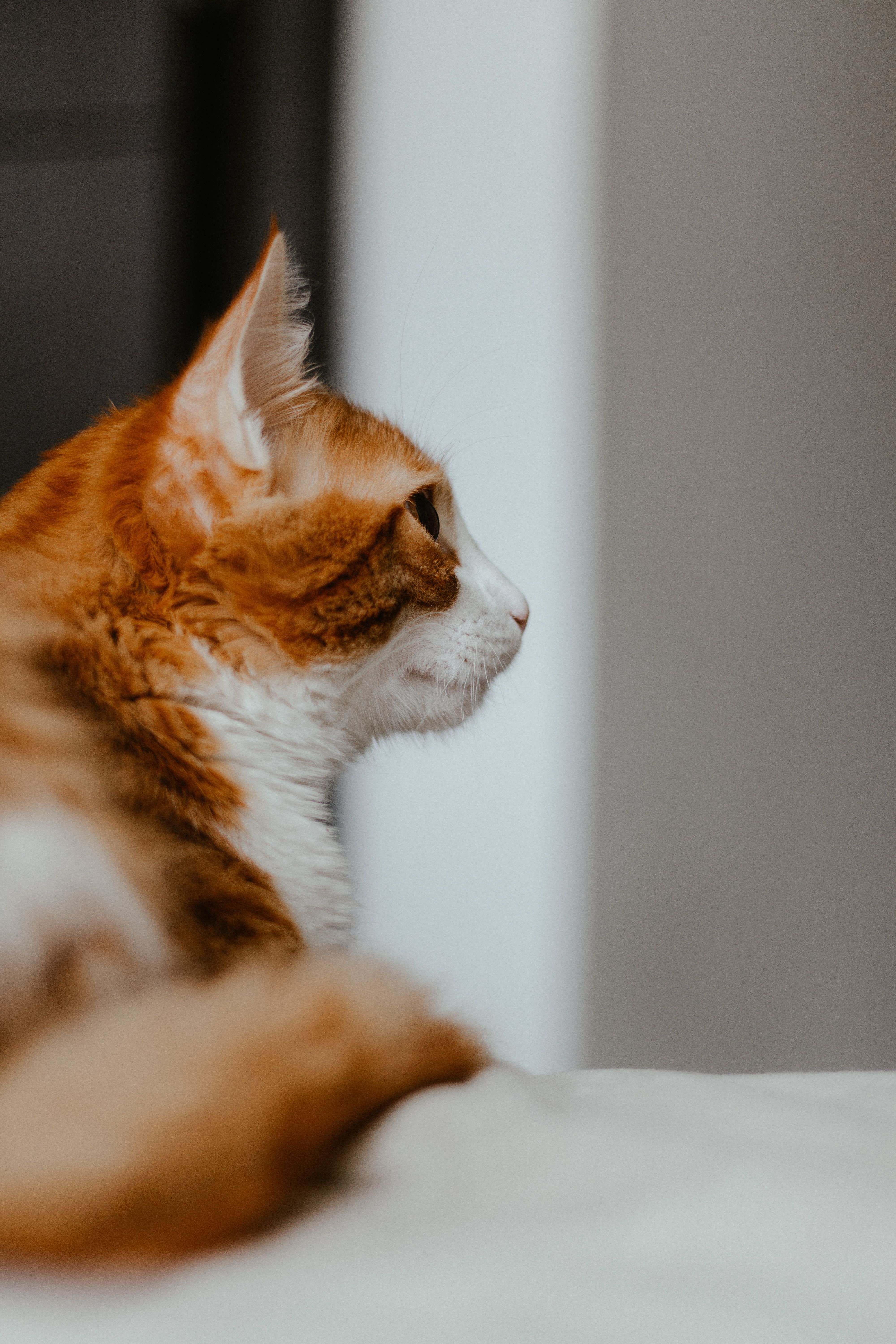 Close up of Cat Head · Free Stock Photo