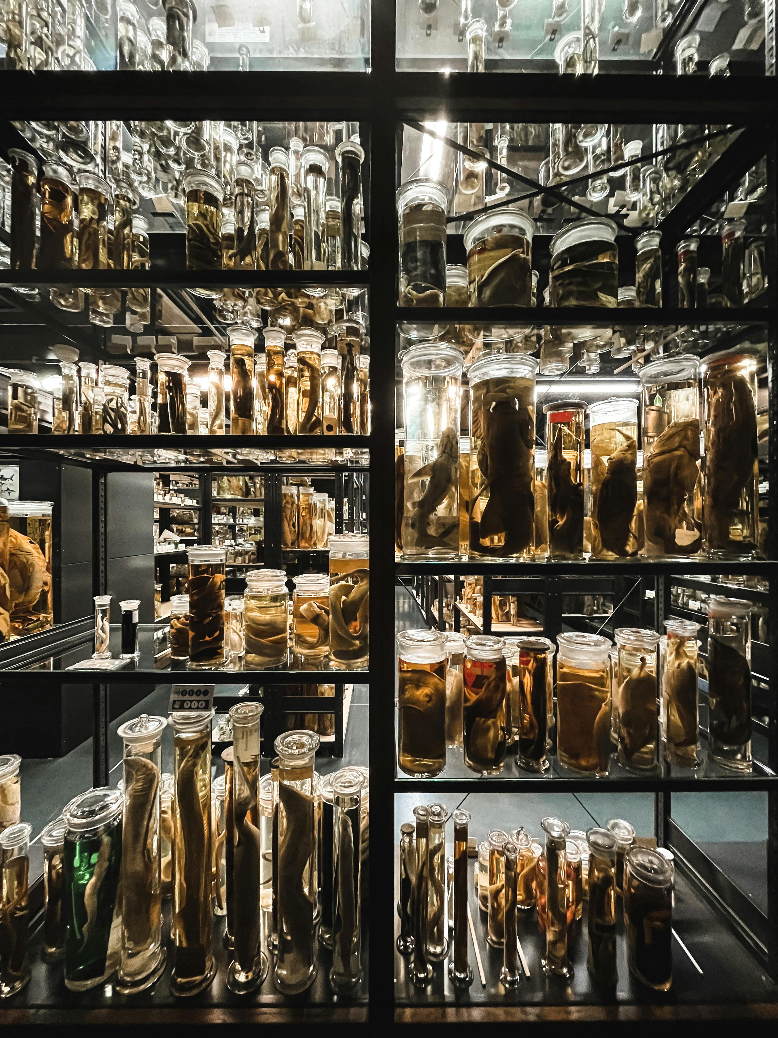 Specimen Storage Photos, Download The BEST Free Specimen Storage Stock ...