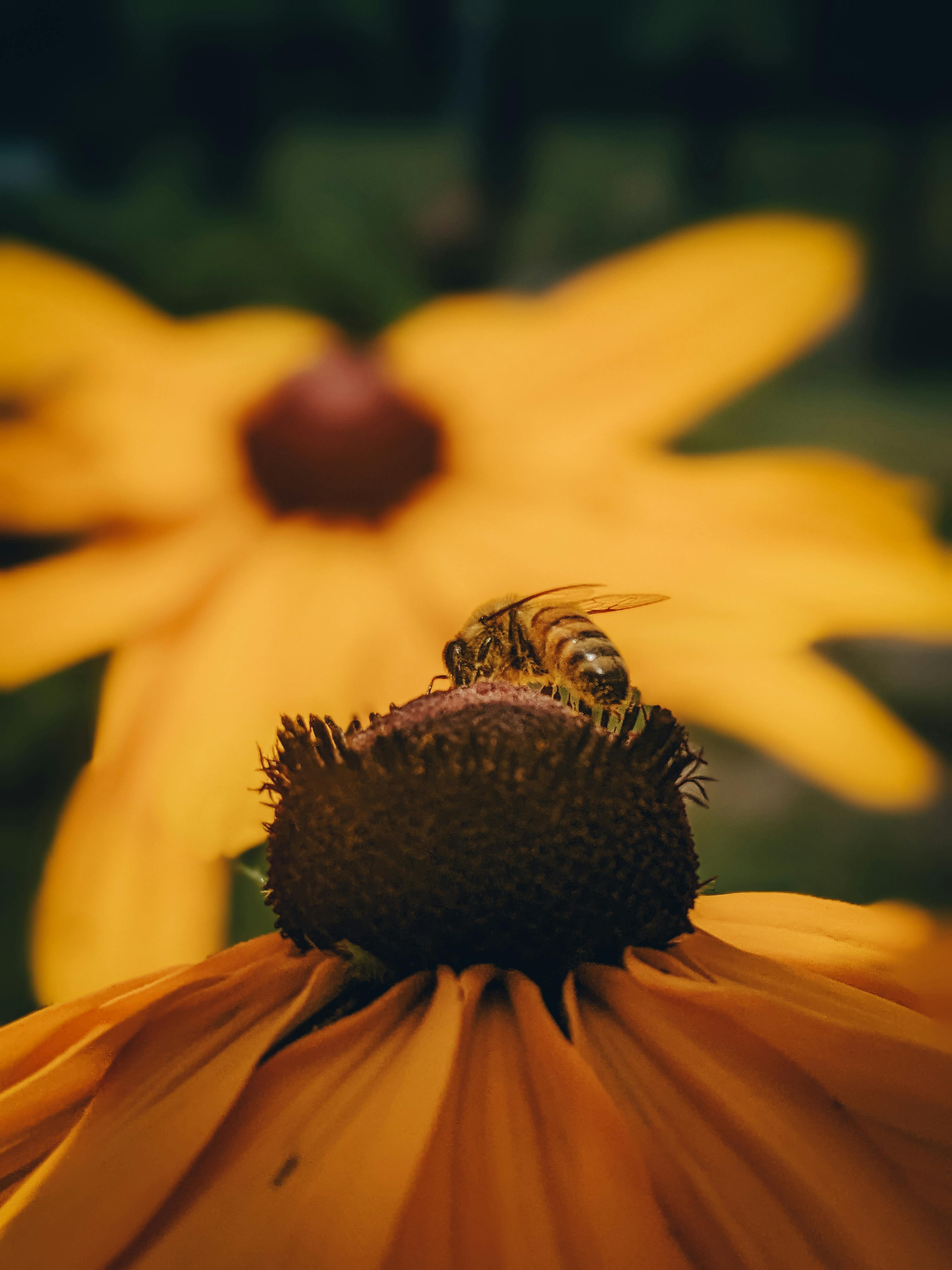 Pollination Photos, Download The BEST Free Pollination Stock Photos ...