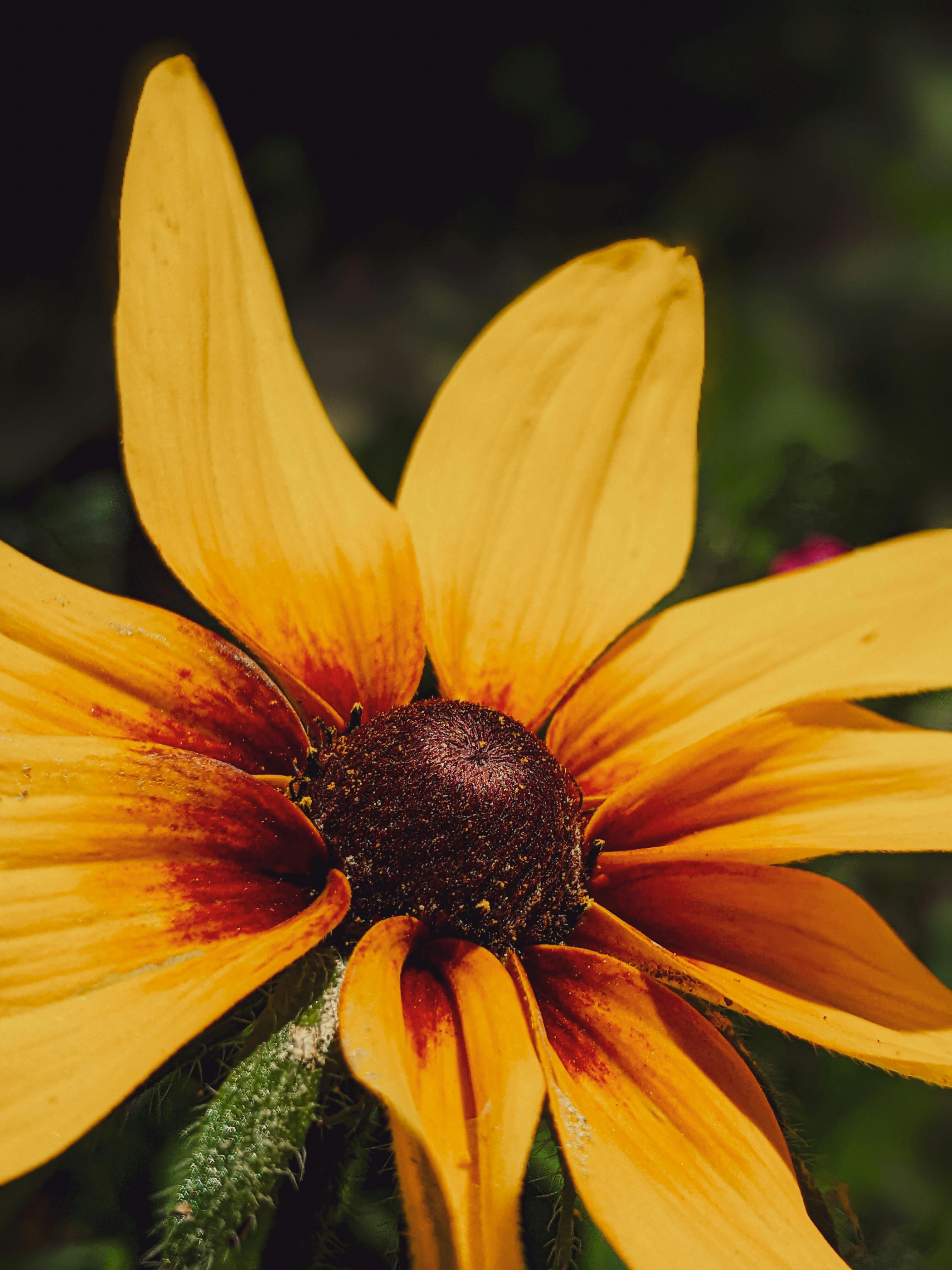 A close up of a yellow flower with brown petals · Free Stock Photo