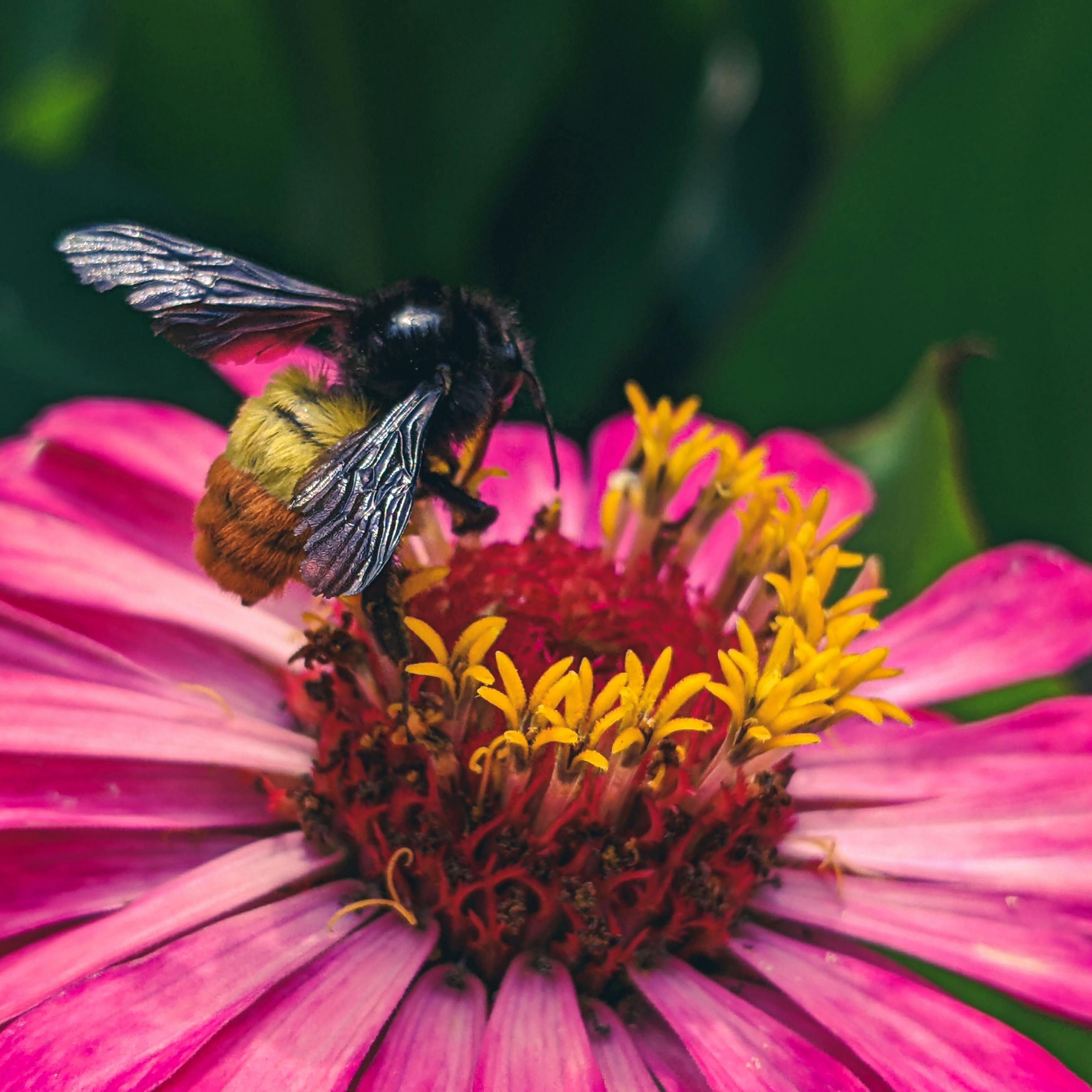 Pollination Photos, Download The BEST Free Pollination Stock Photos ...