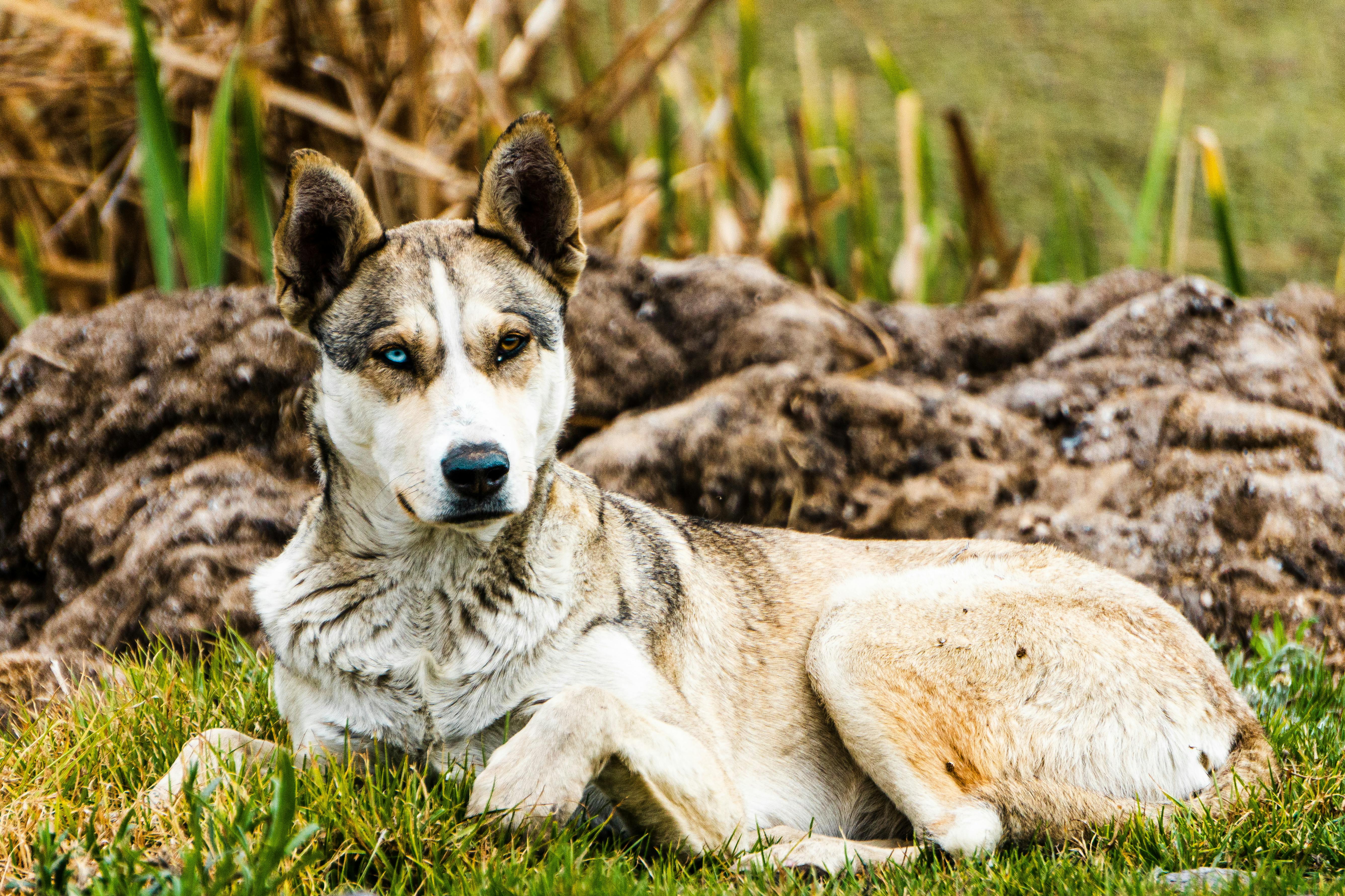 Siberian Husky Resting on Grass · Free Stock Photo