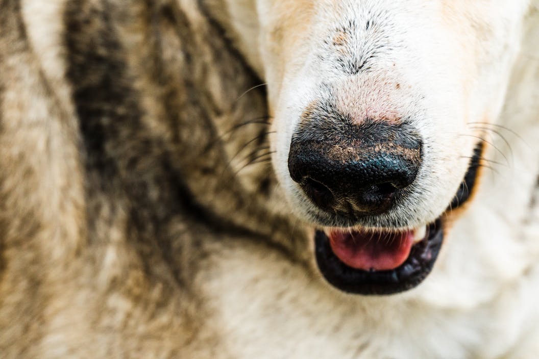 Understanding Canine Mouth Cancer Diagnosis and Treatment