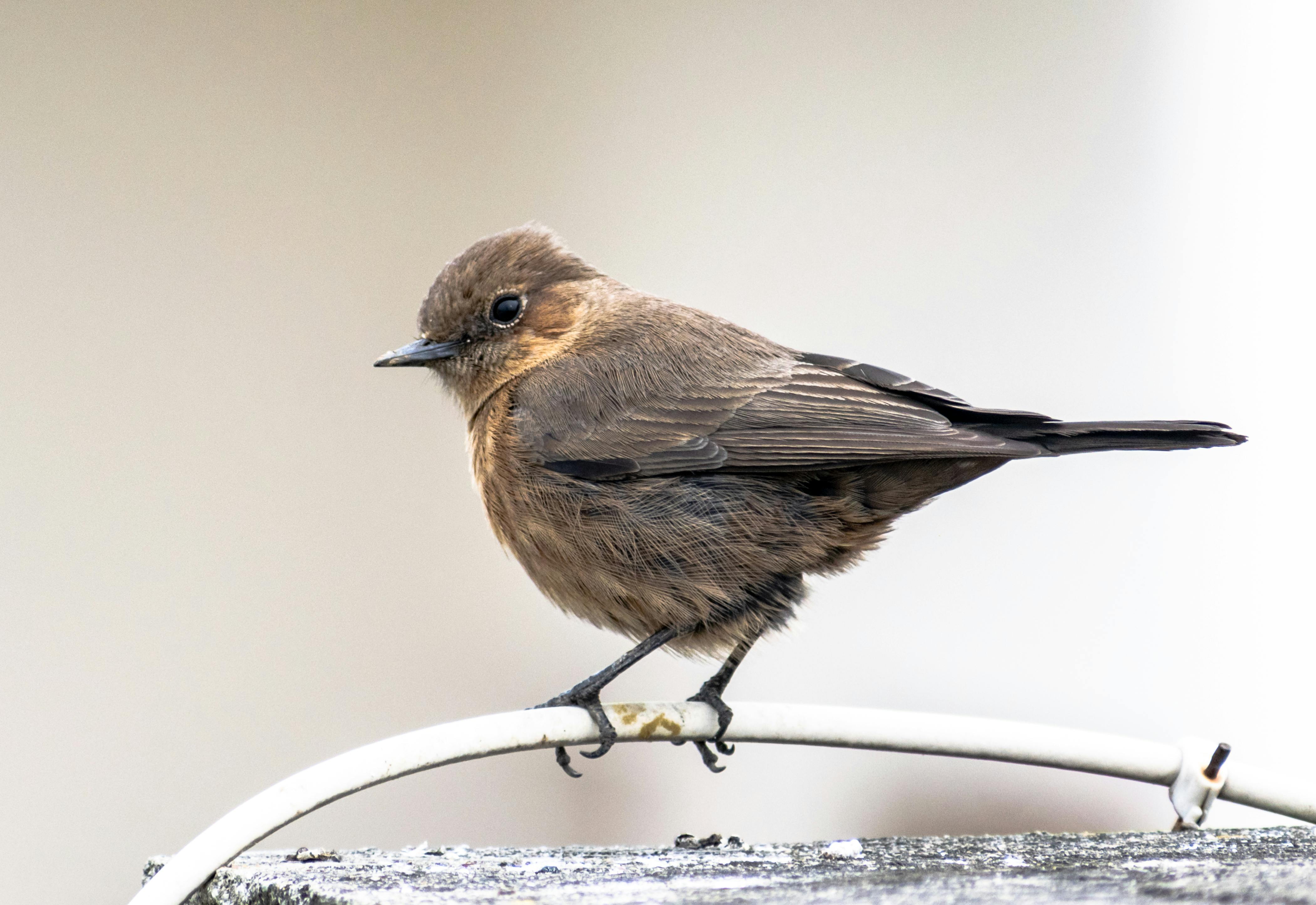 Brown Rock Chat Bird in Close-Up Photography · Free Stock Photo