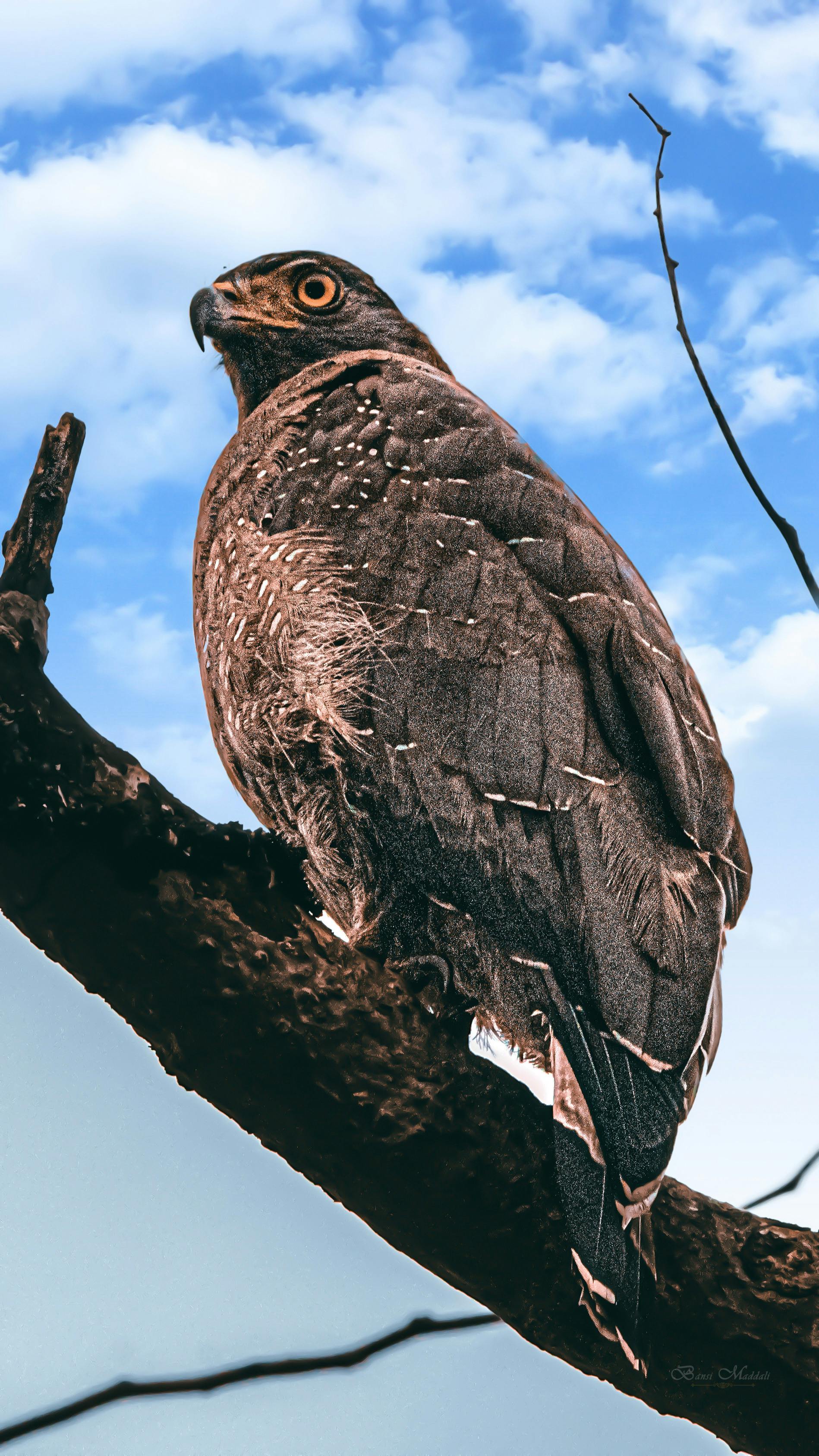 Bansi Maddali - 사진