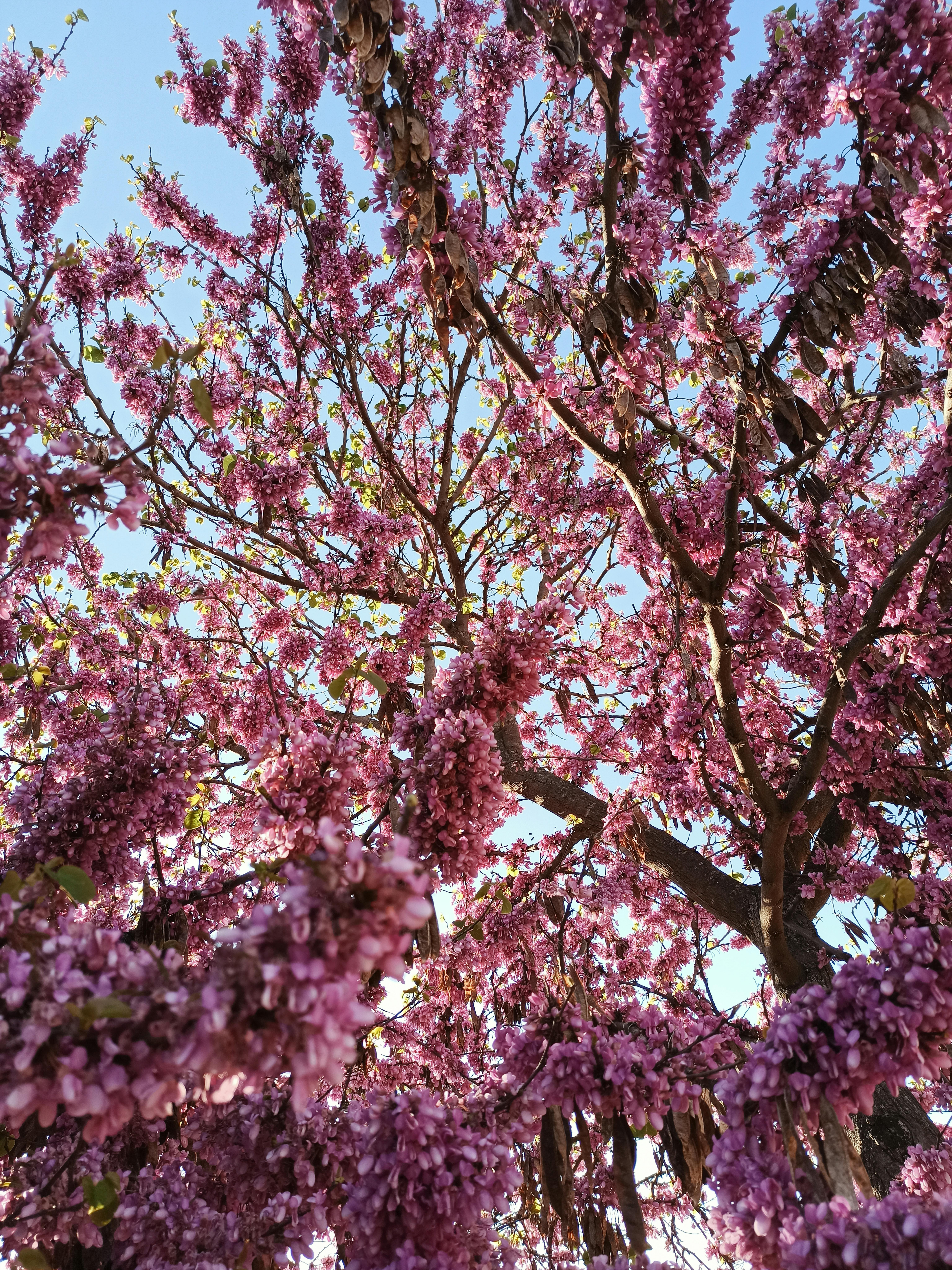 Spring Blossoming Tree · Free Stock Photo
