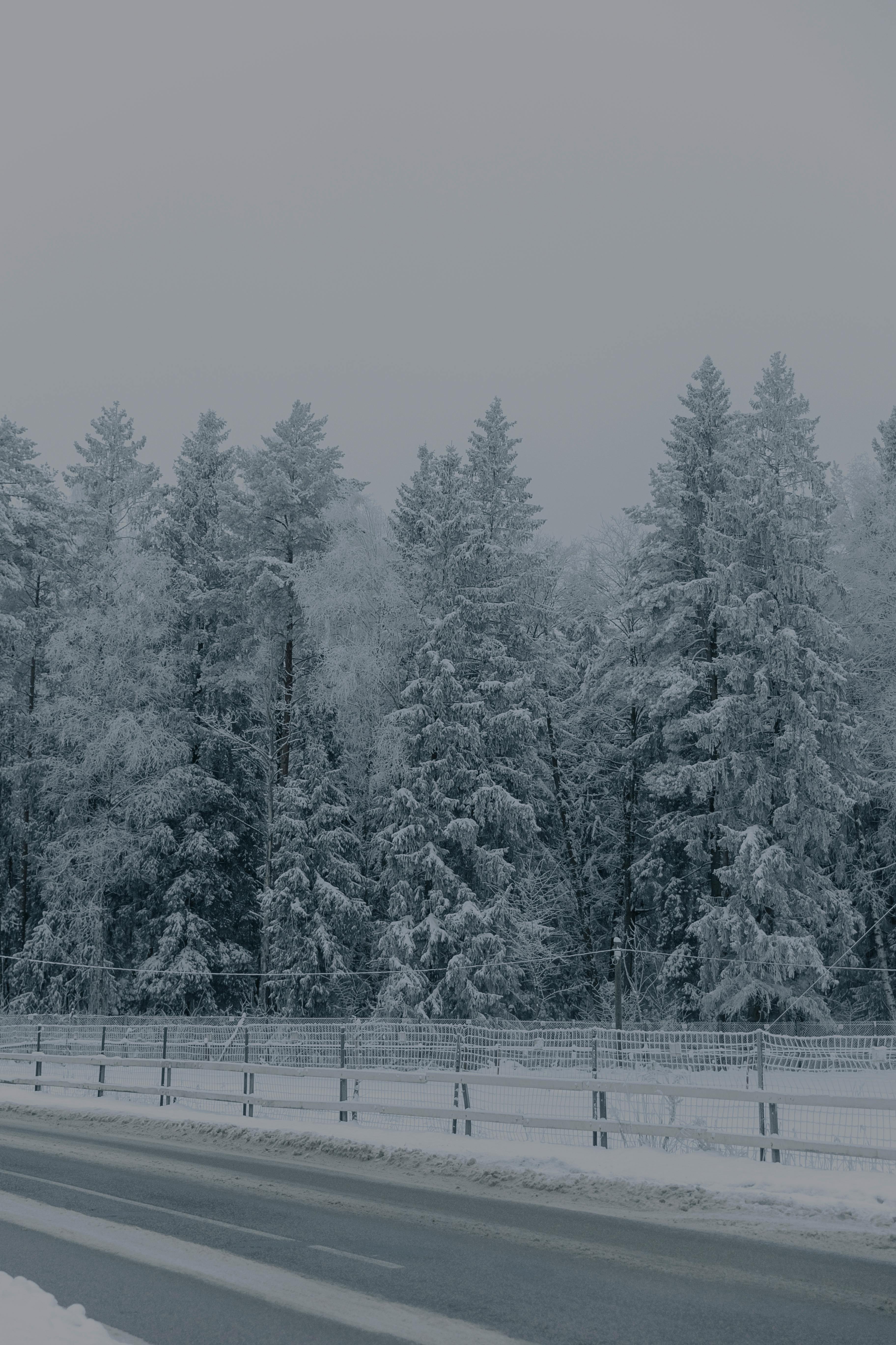 Road near Forest in Snow · Free Stock Photo